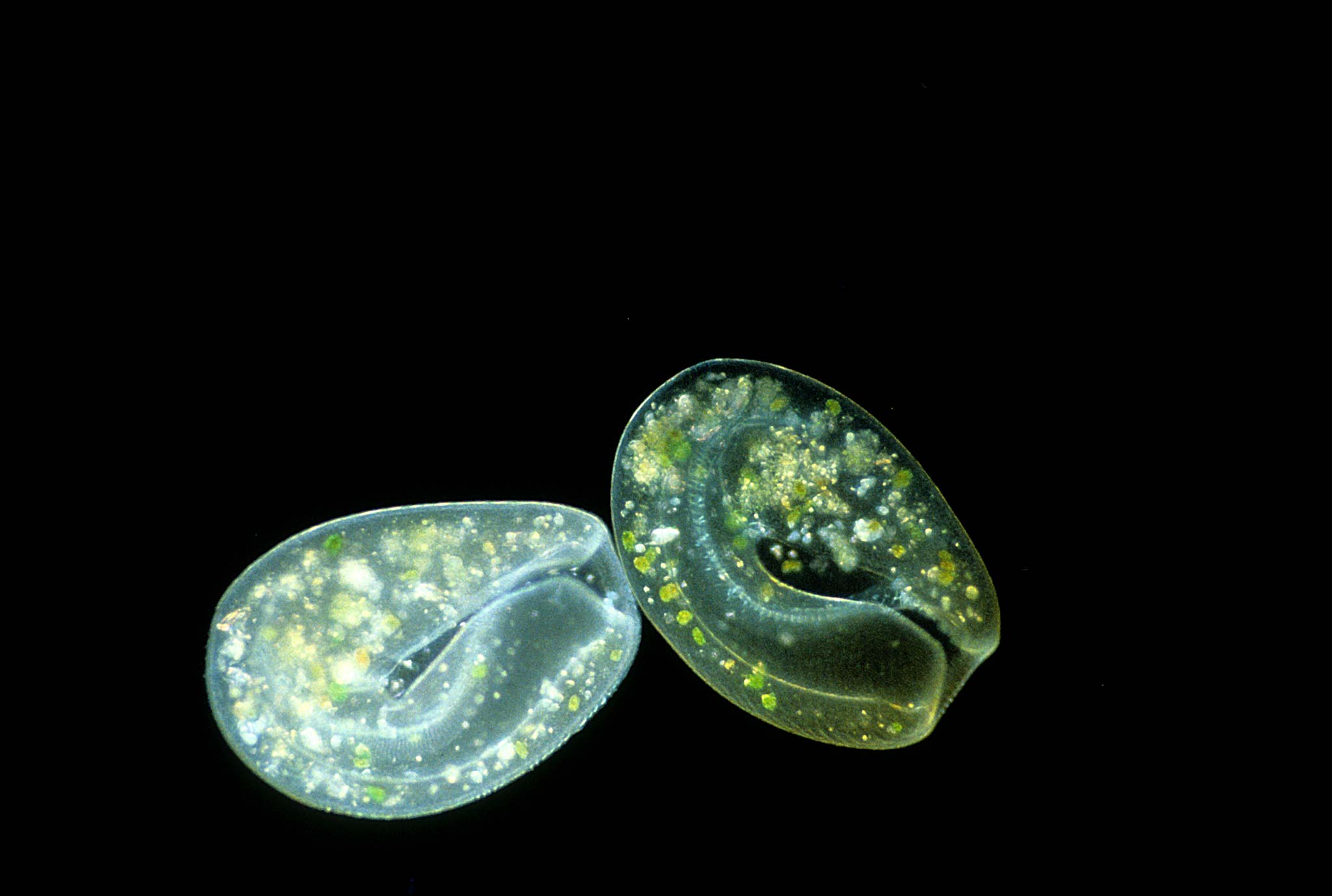 Bursaria, live specimen | Nikon Small World