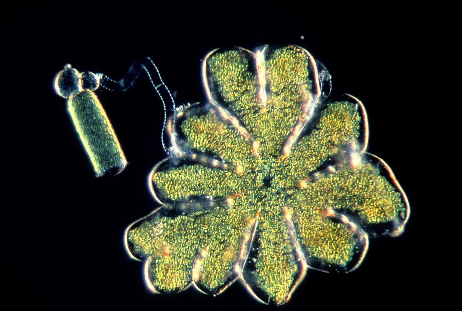 Shield cell, manubrium, and antheridal filament of Chara sp. | Nikon ...