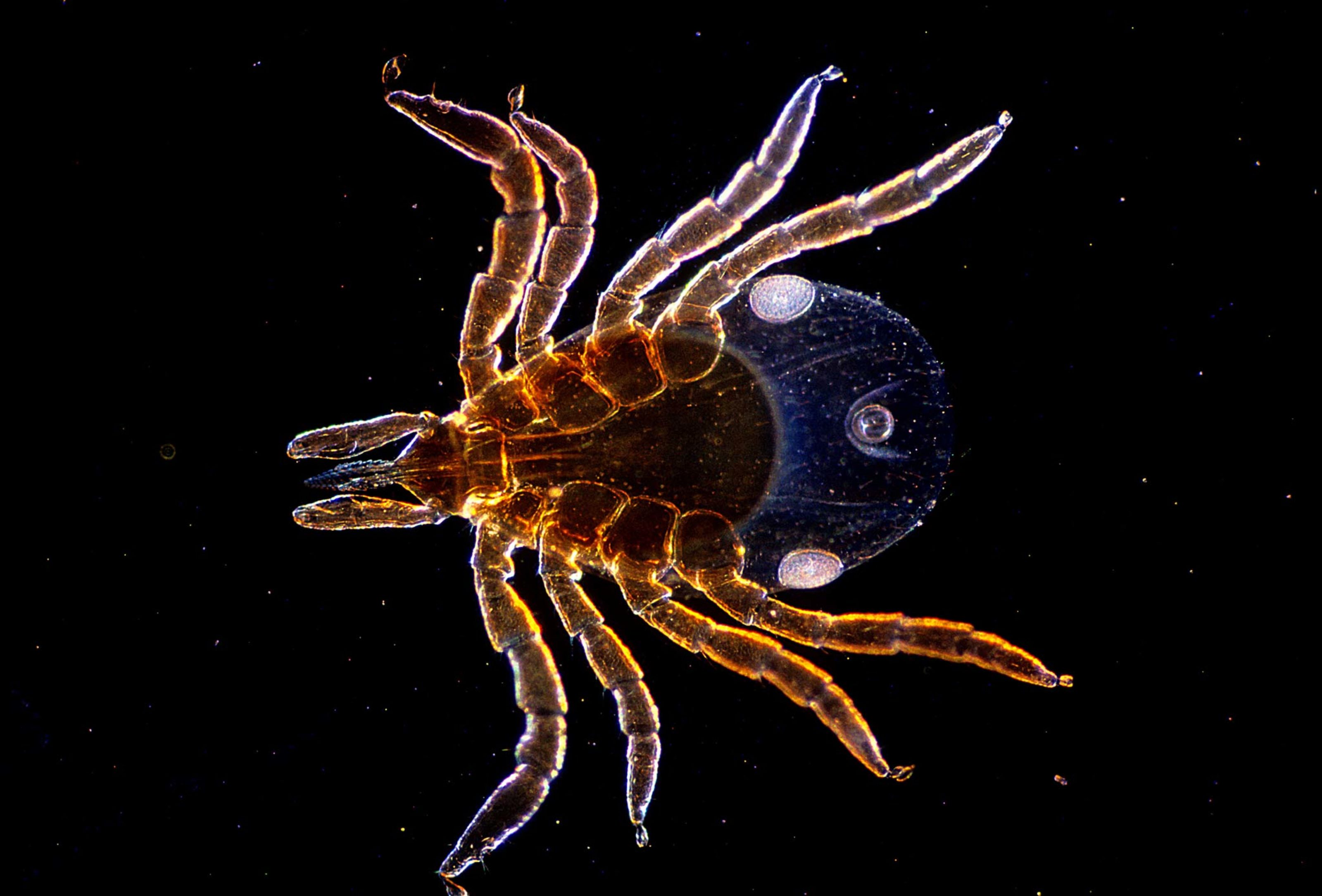 Nymph stage of deer tick, Ixodes Dammini | Nikon Small World