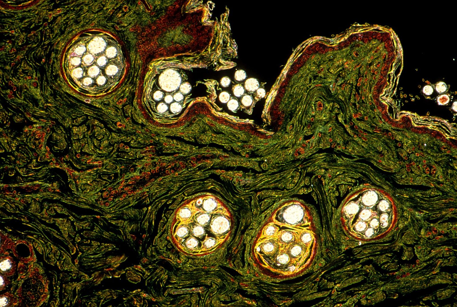 Canine epithelium with compound hair follicles | Nikon Small World