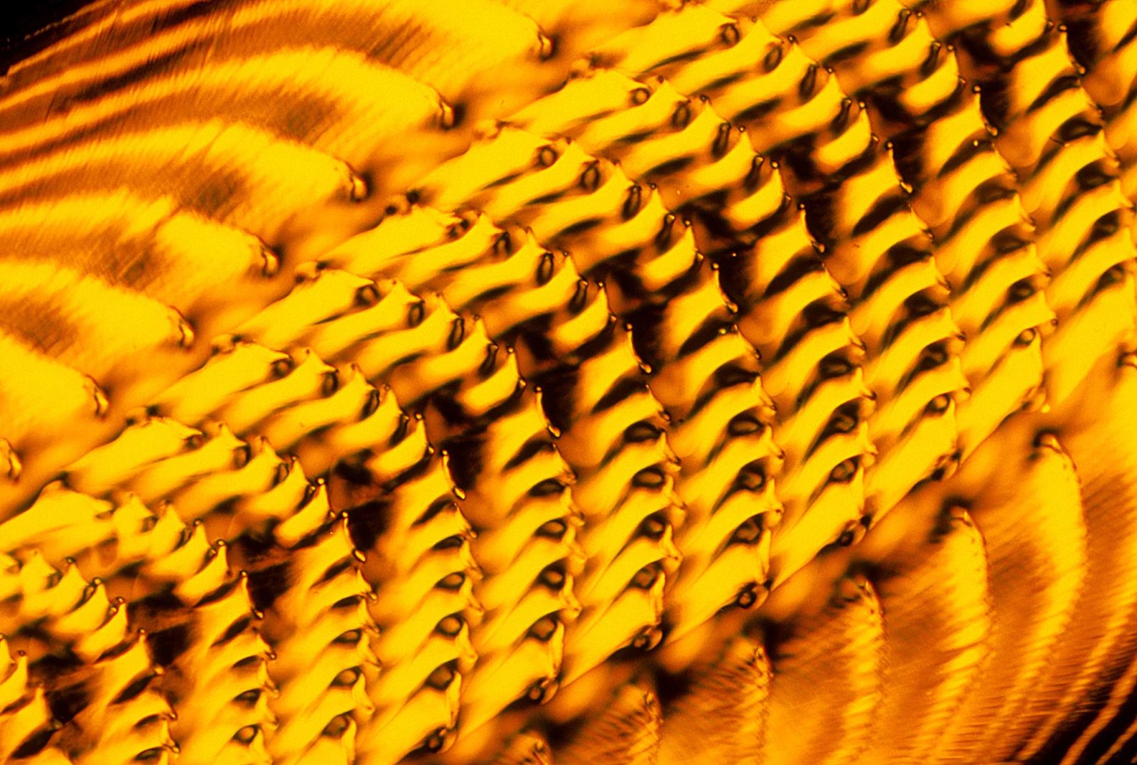 Radula Trochus zizyphinus rasper of fish parasite | Nikon Small World