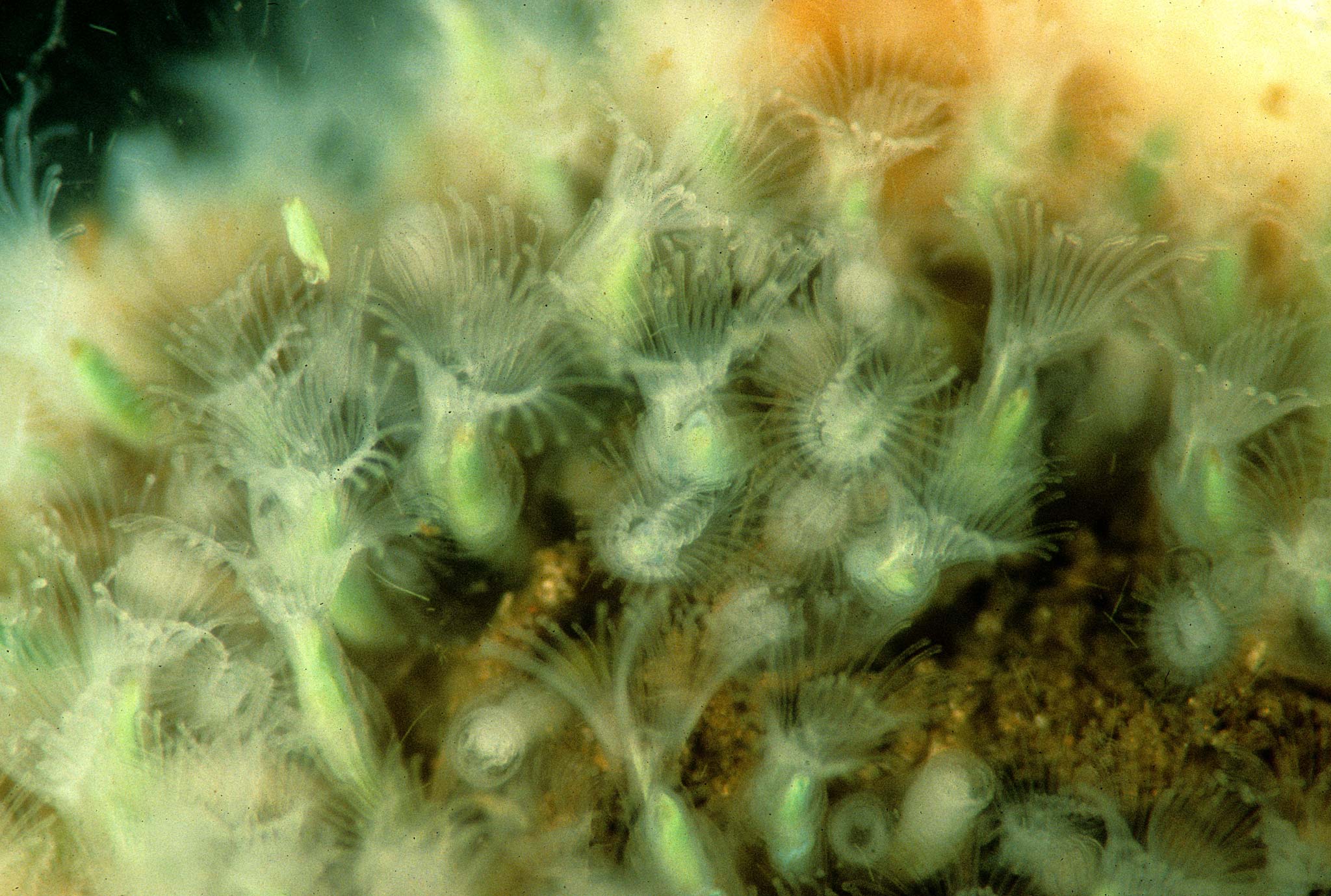 Plumatella fungosa (a Phylactolaemata bryozoan) found growing on an ...