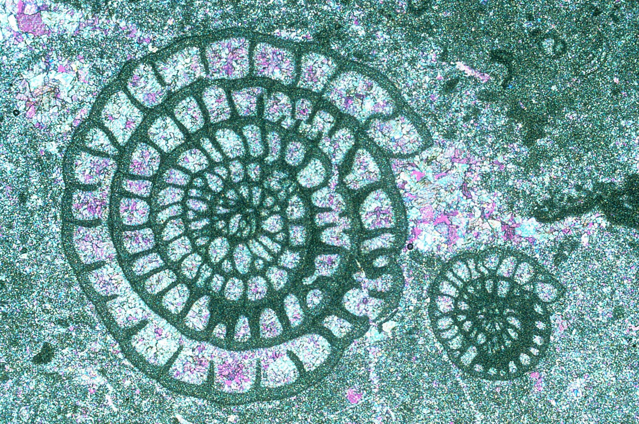 Fossil Fusulinids in limestone | Nikon Small World