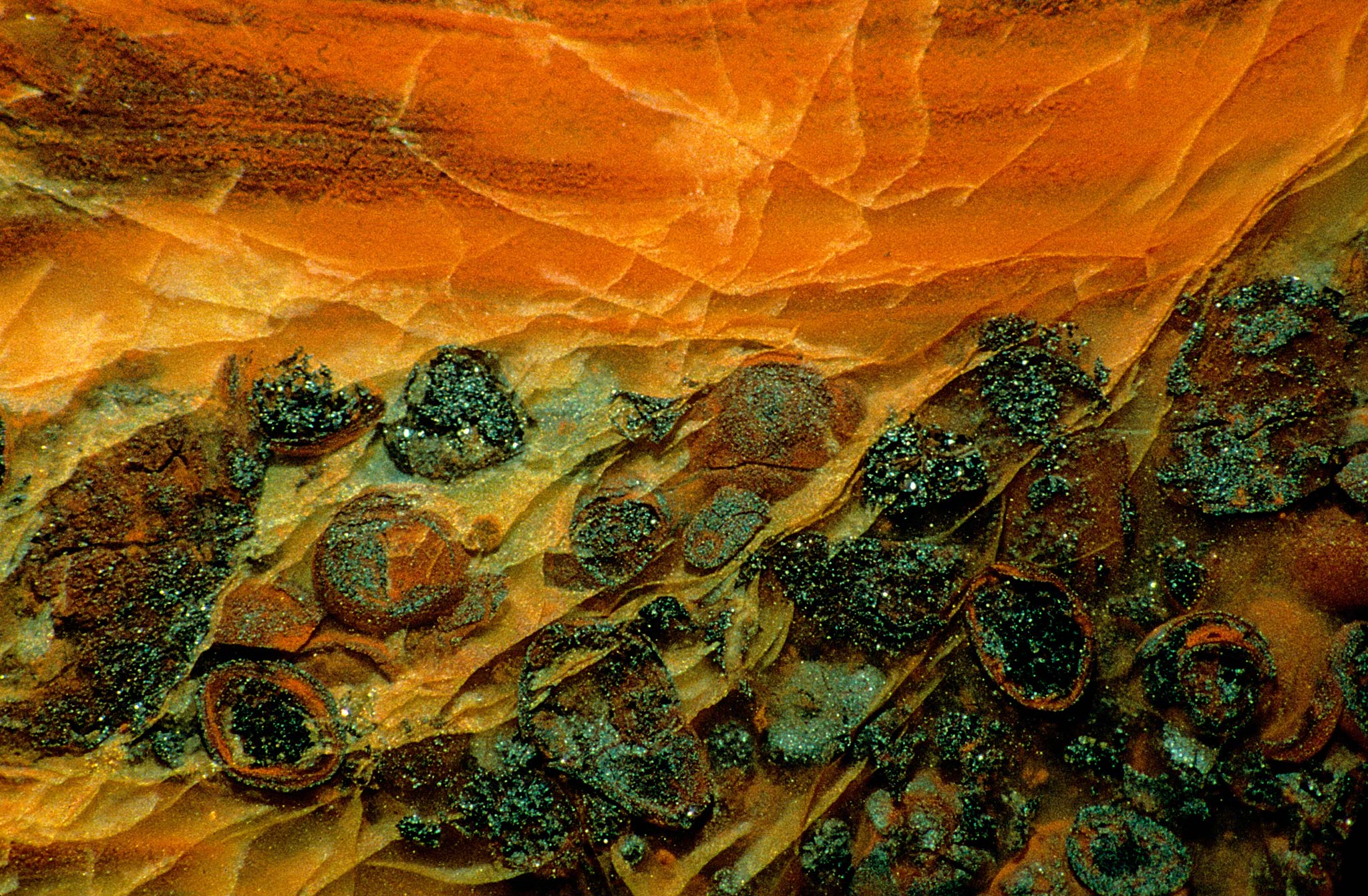 Section of blue-green algae fossil | Nikon Small World