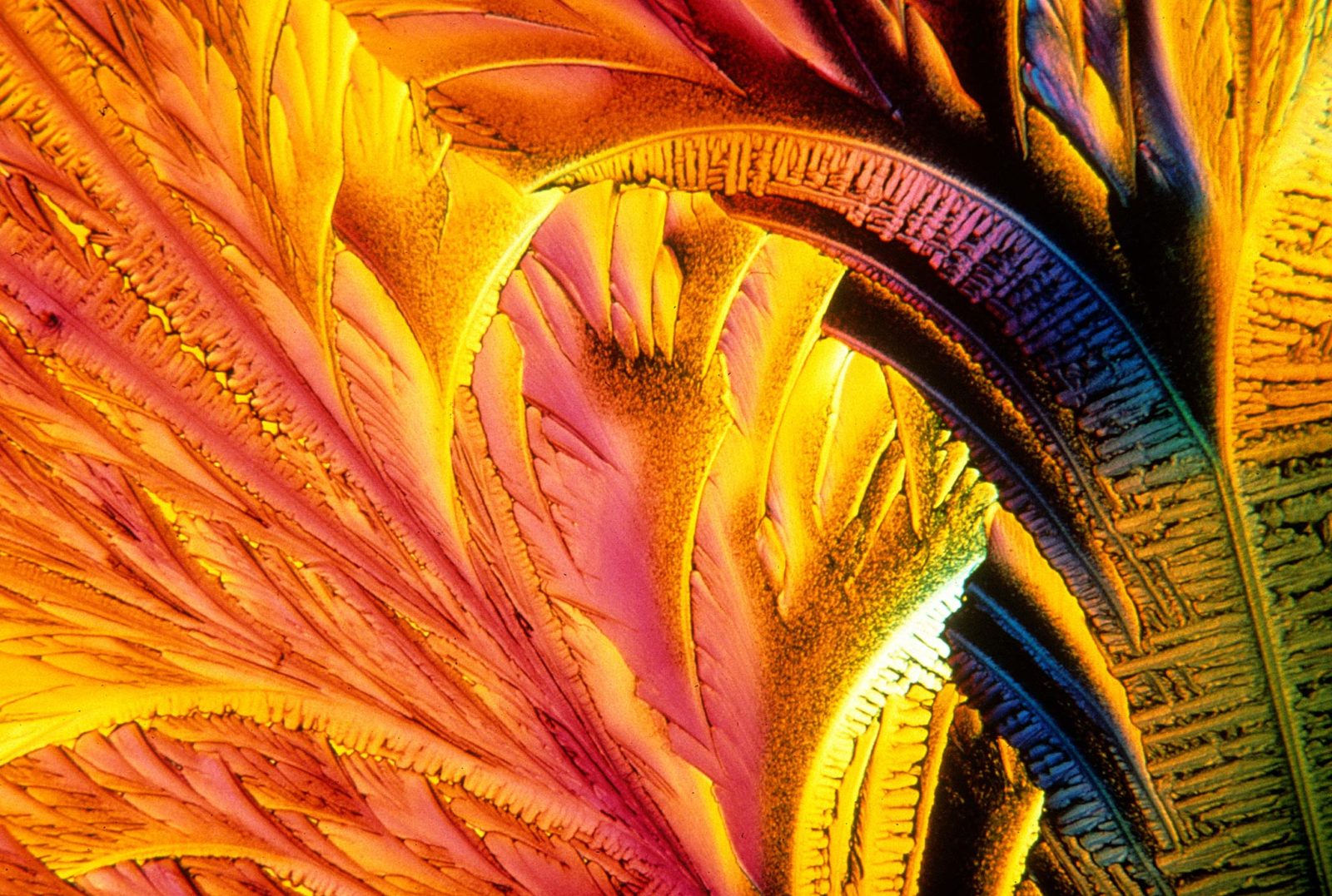 Photographic Expressions | Organizations | Nikon Small World
