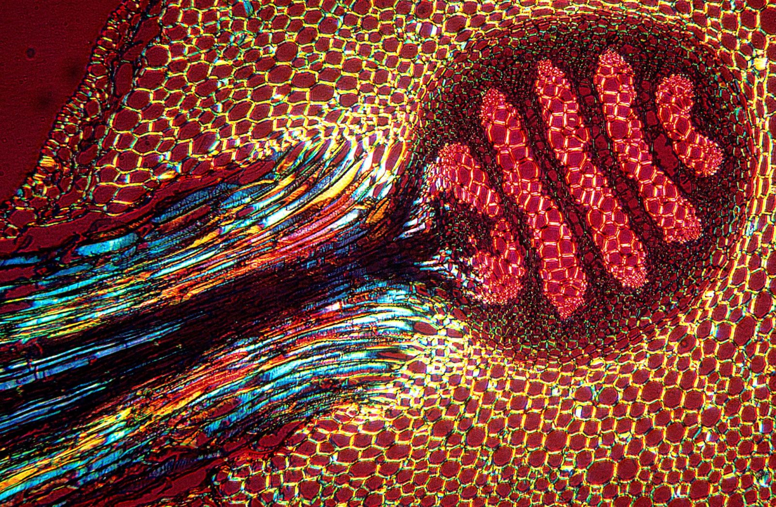 Lycopodium rhizome | Nikon Small World