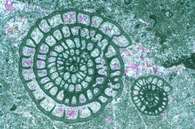 Fossil Fusulinids in limestone | Nikon Small World