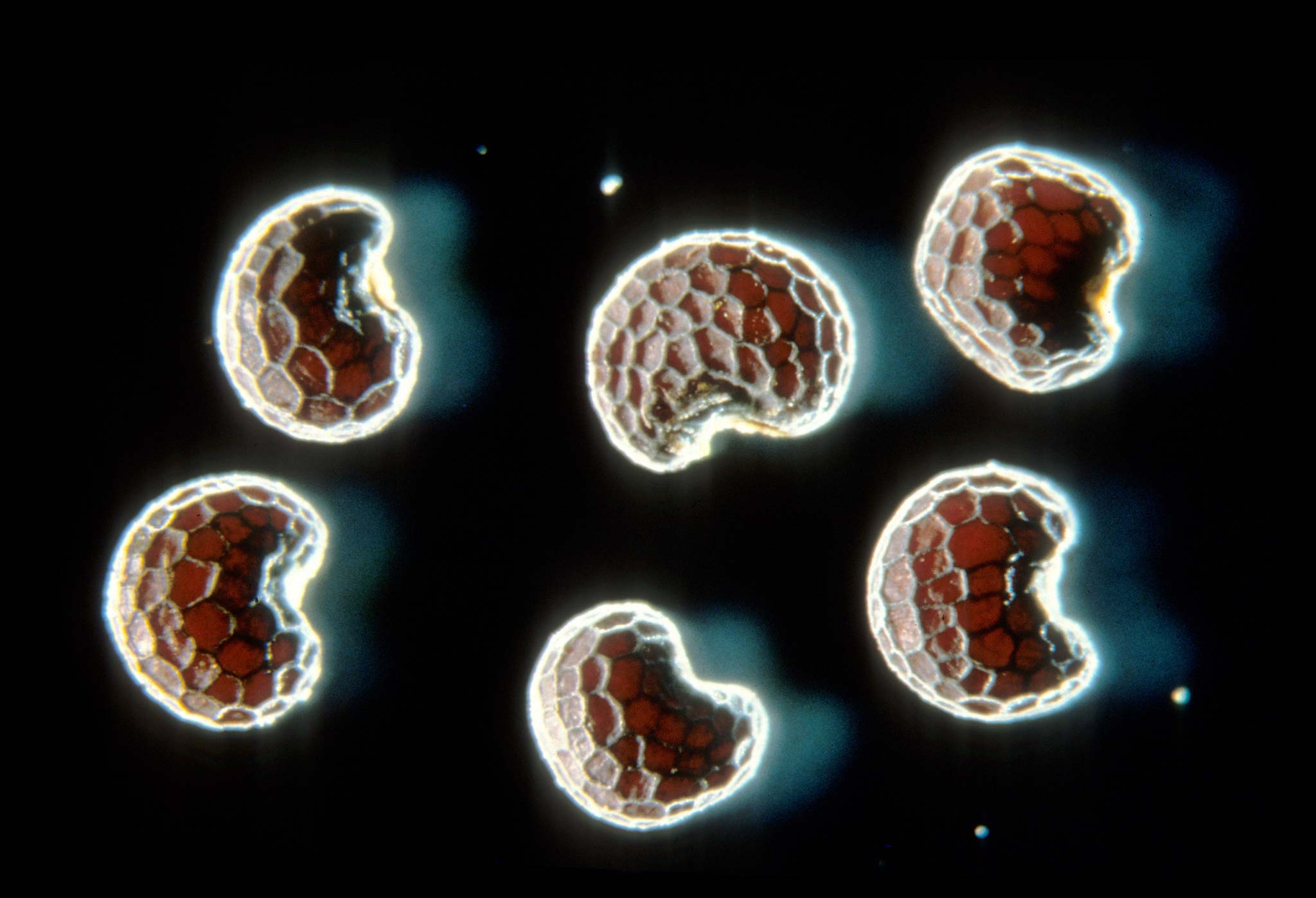 Poppy seeds | Nikon Small World