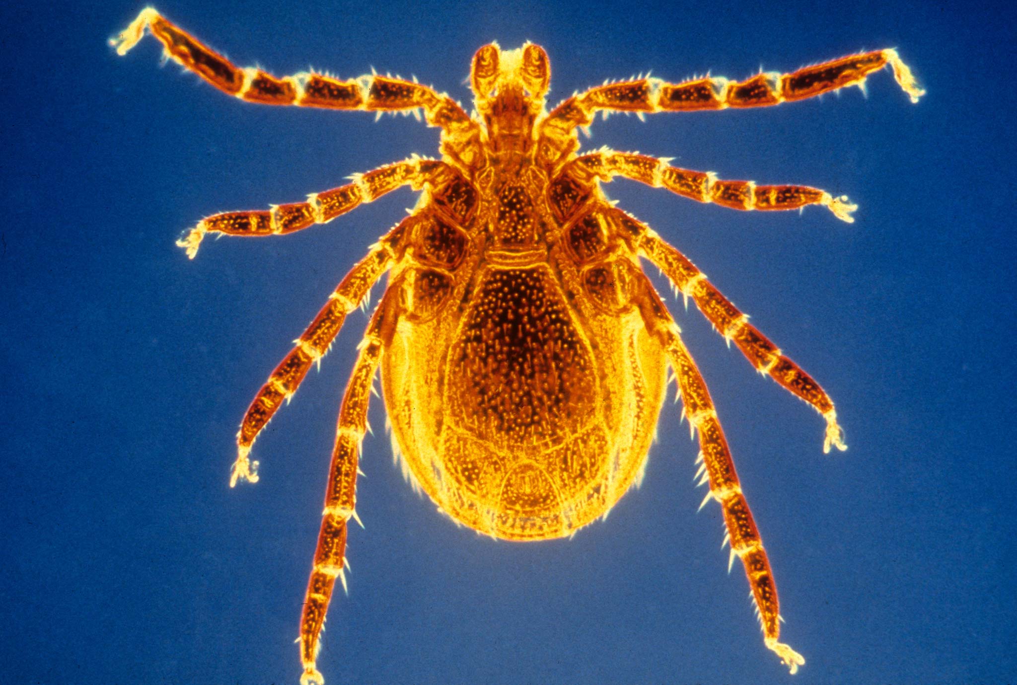 Male deer tick (Ixodes damini) | Nikon Small World