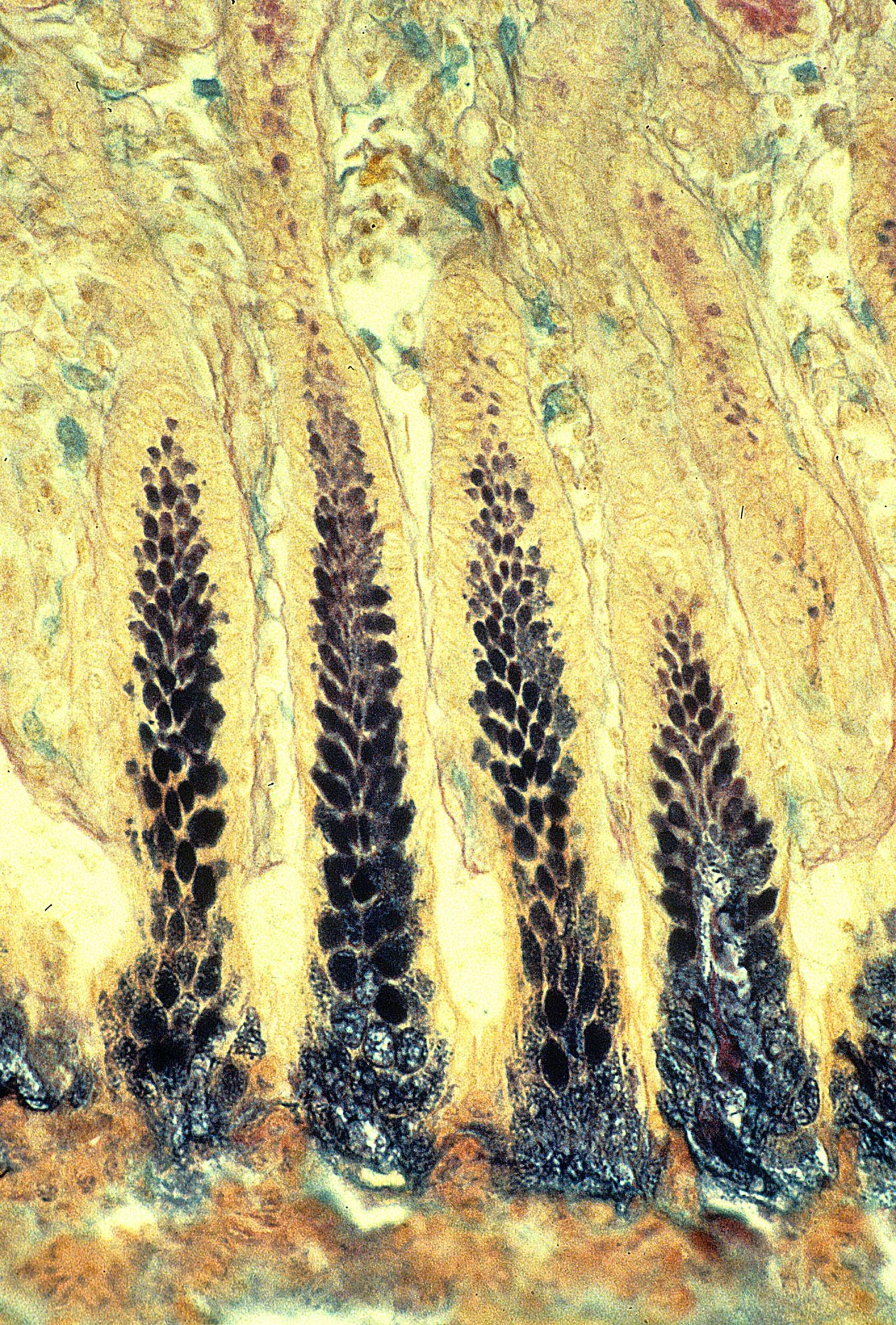 Secretions in gastric pits of Babirusa stomach | Nikon Small World Secretions in gastric pits of Babirusa stomach | Nikon Small World