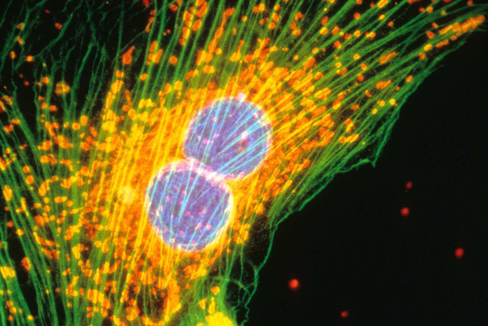 Mouse fibroblasts | Nikon Small World