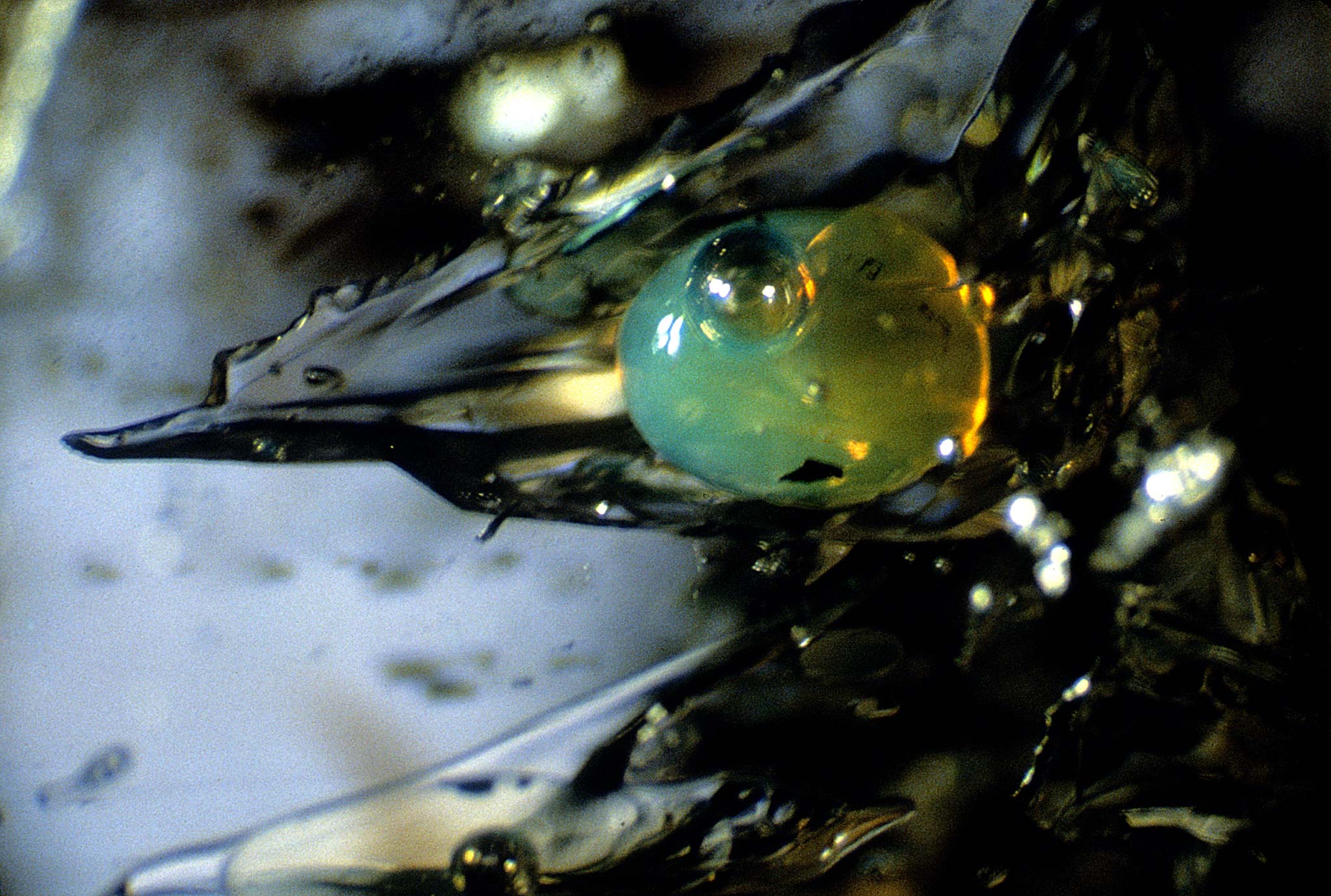 Oil drop and aqueous solution in a rock crystal | Nikon Small World