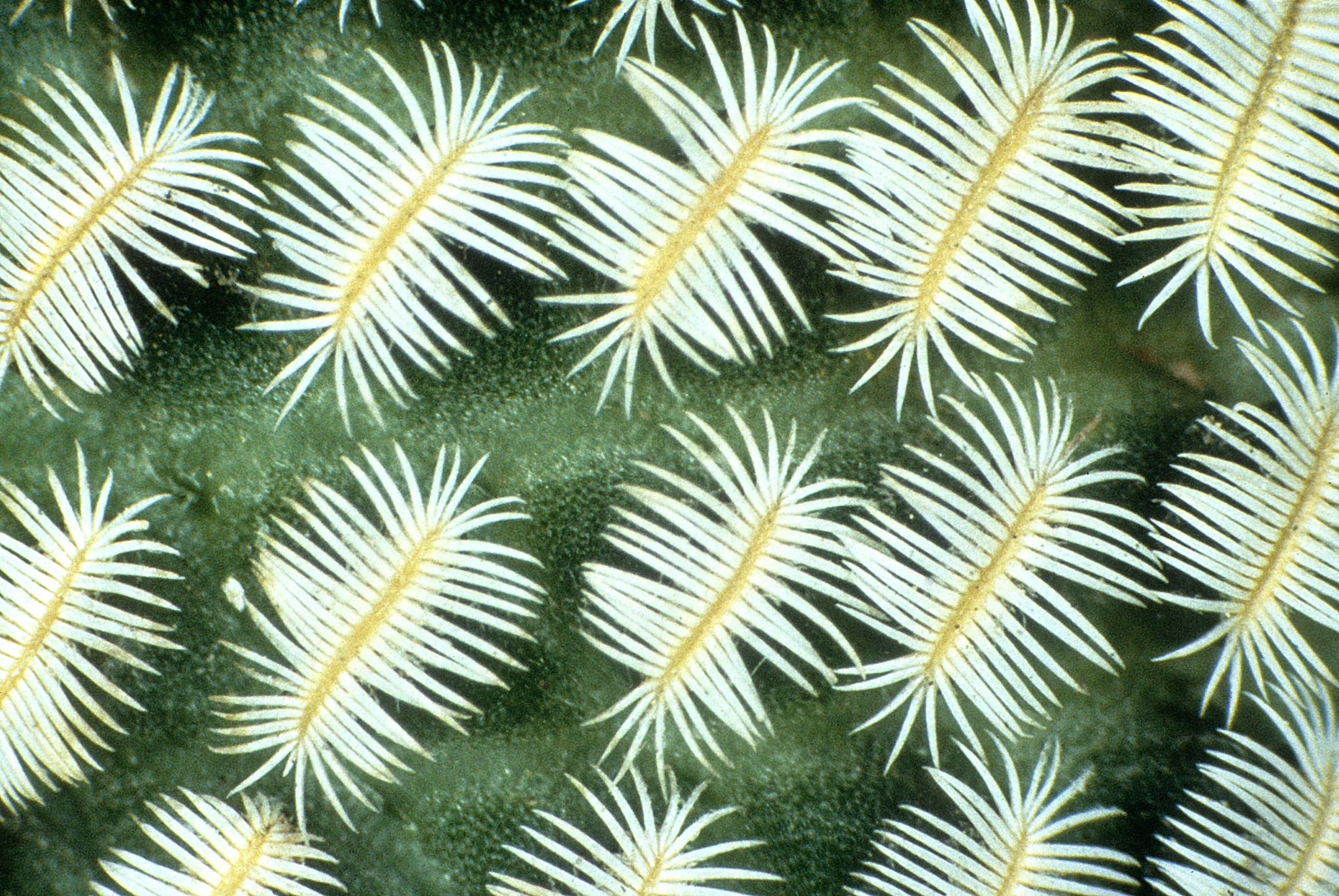 Areoles of Solisia pectinata (Cactaceae) | Nikon Small World
