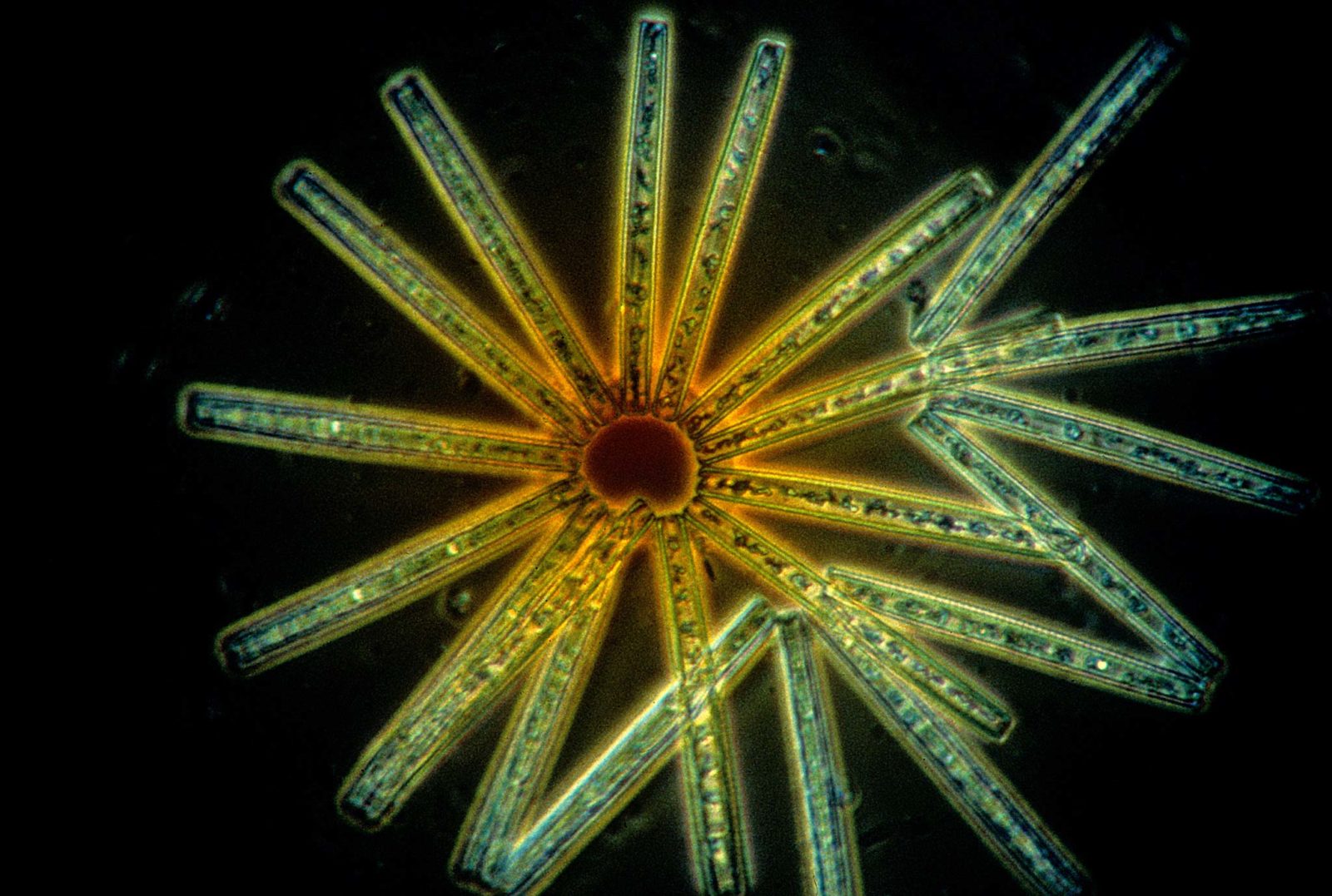 Thalassiothrix sp. diatom | Nikon Small World