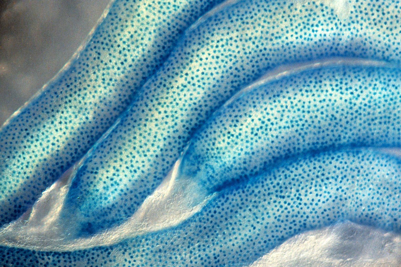 Seminiferous tubules of a transgenic rat | Nikon Small World