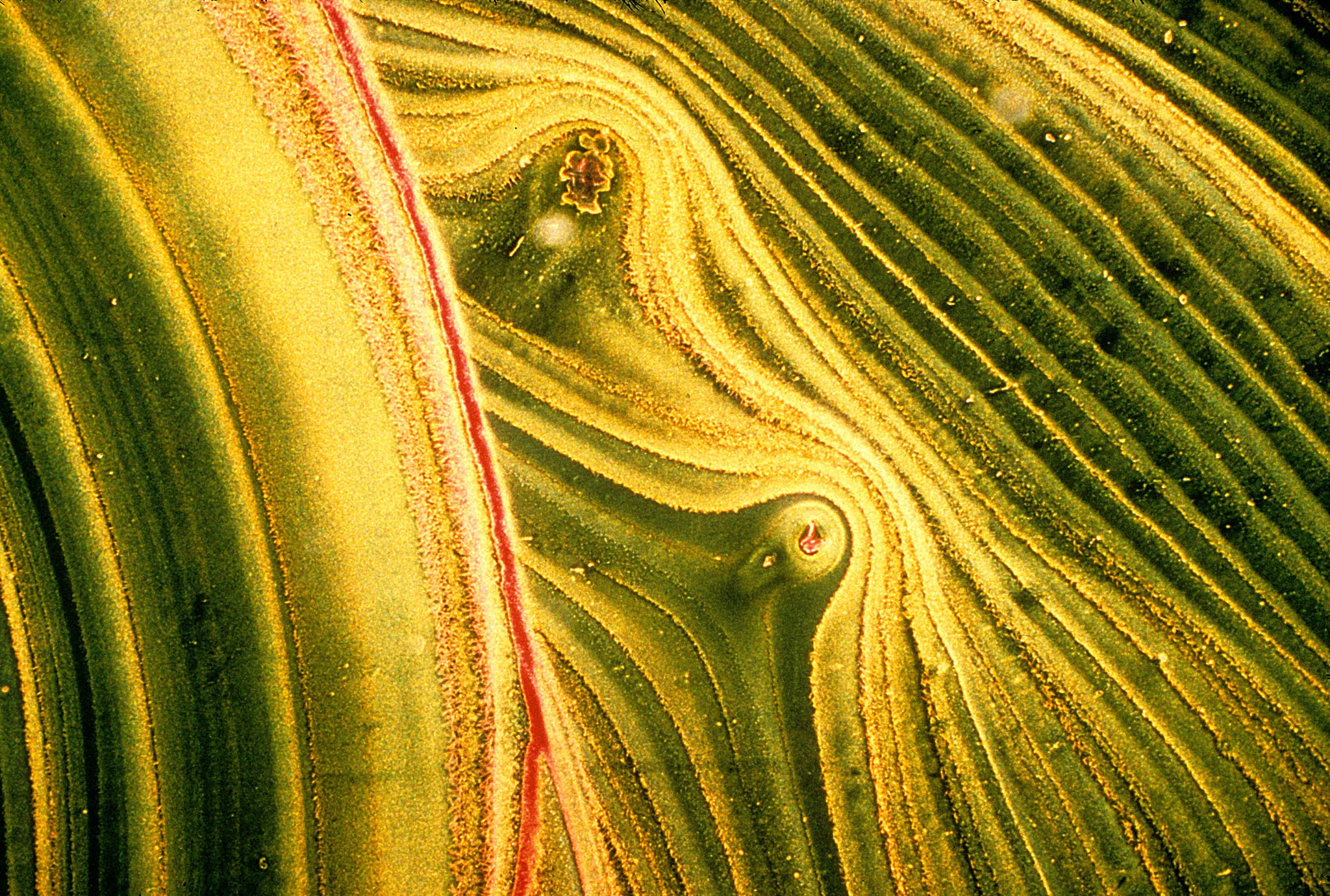 Crystal of safranin powder dissolved in formic acid | Nikon Small World