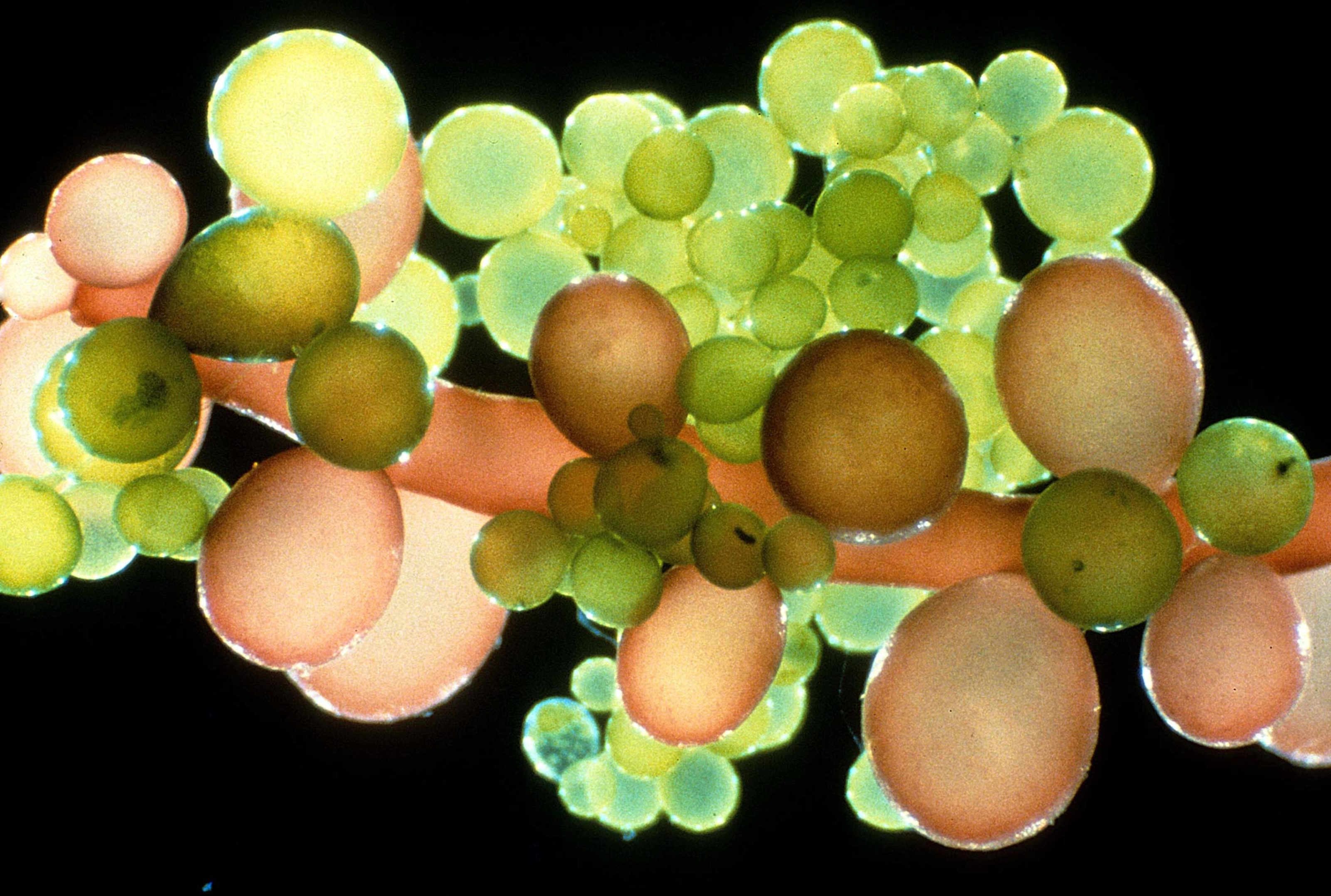 Vegetative stages of Valonia and Botryocladia sp. (green and red algae ...