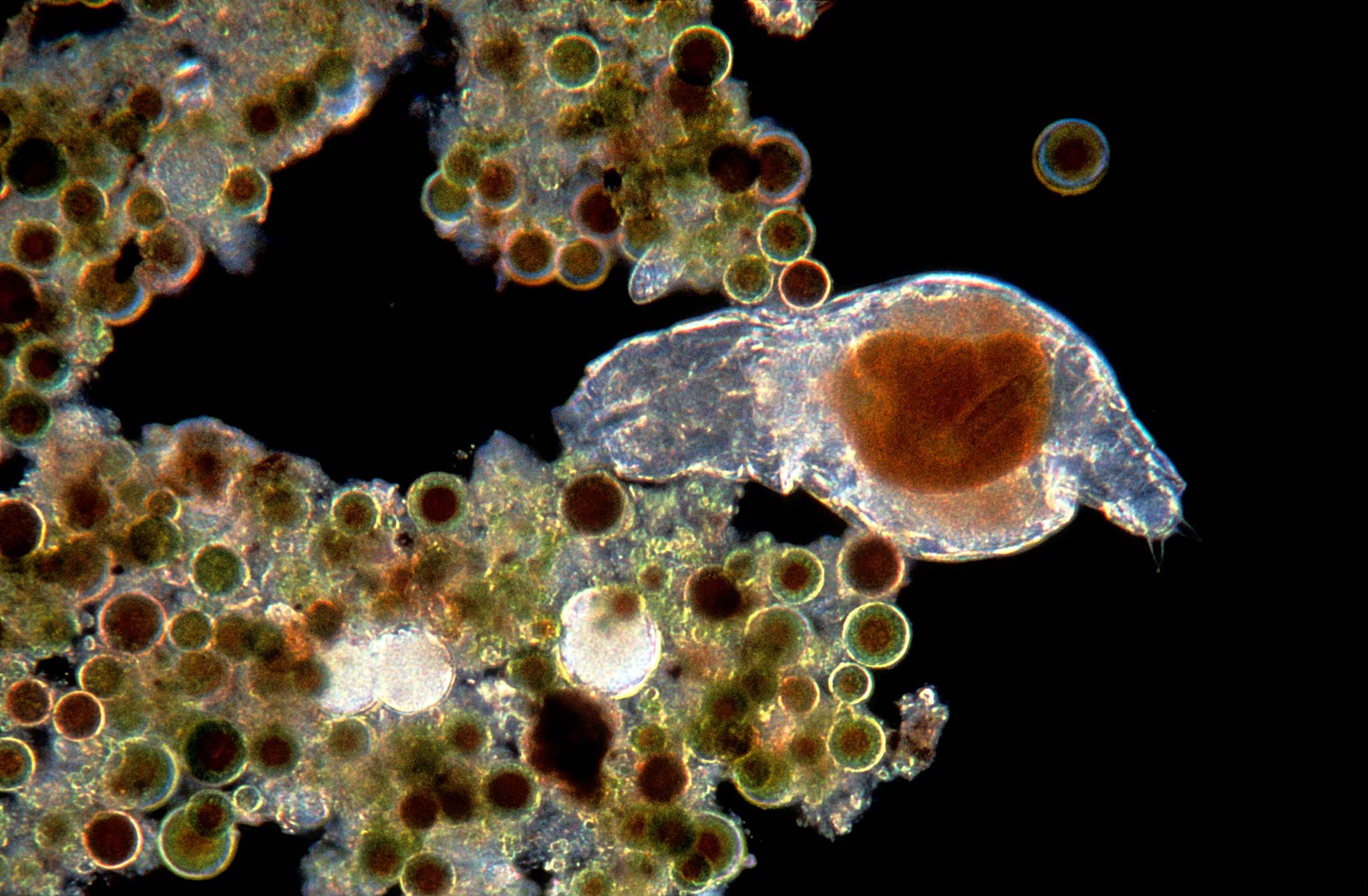 Live Philodina (microscopic worm) feeding on Haematococcus algae ...