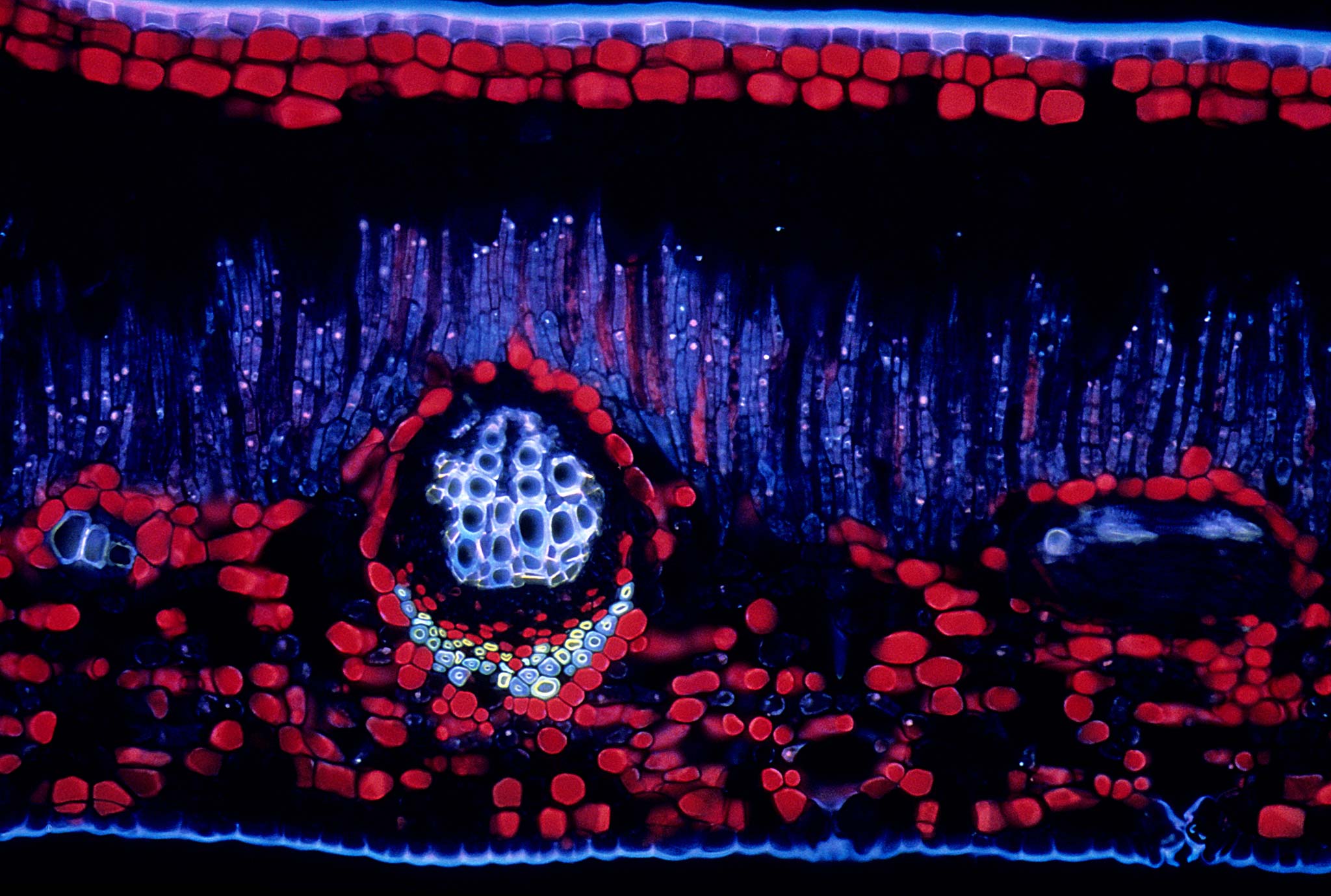 Rhizophora mangle (mangrove) leaf | Nikon Small World