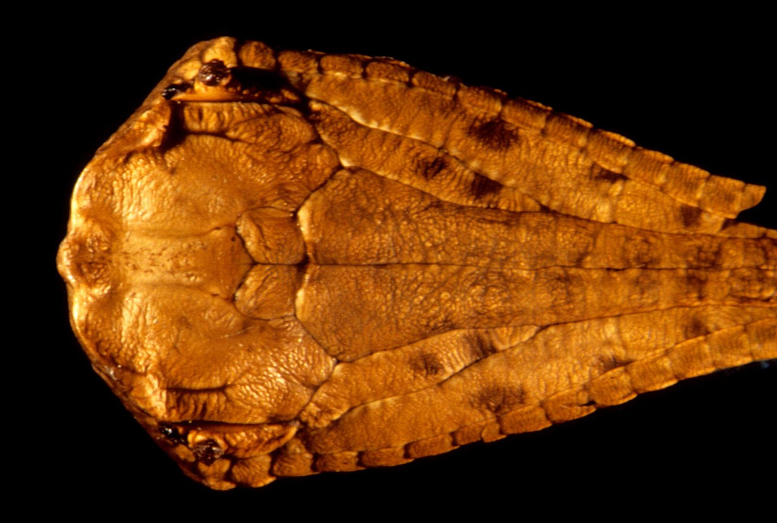 Chrysalis butterfly exuviae | Nikon Small World