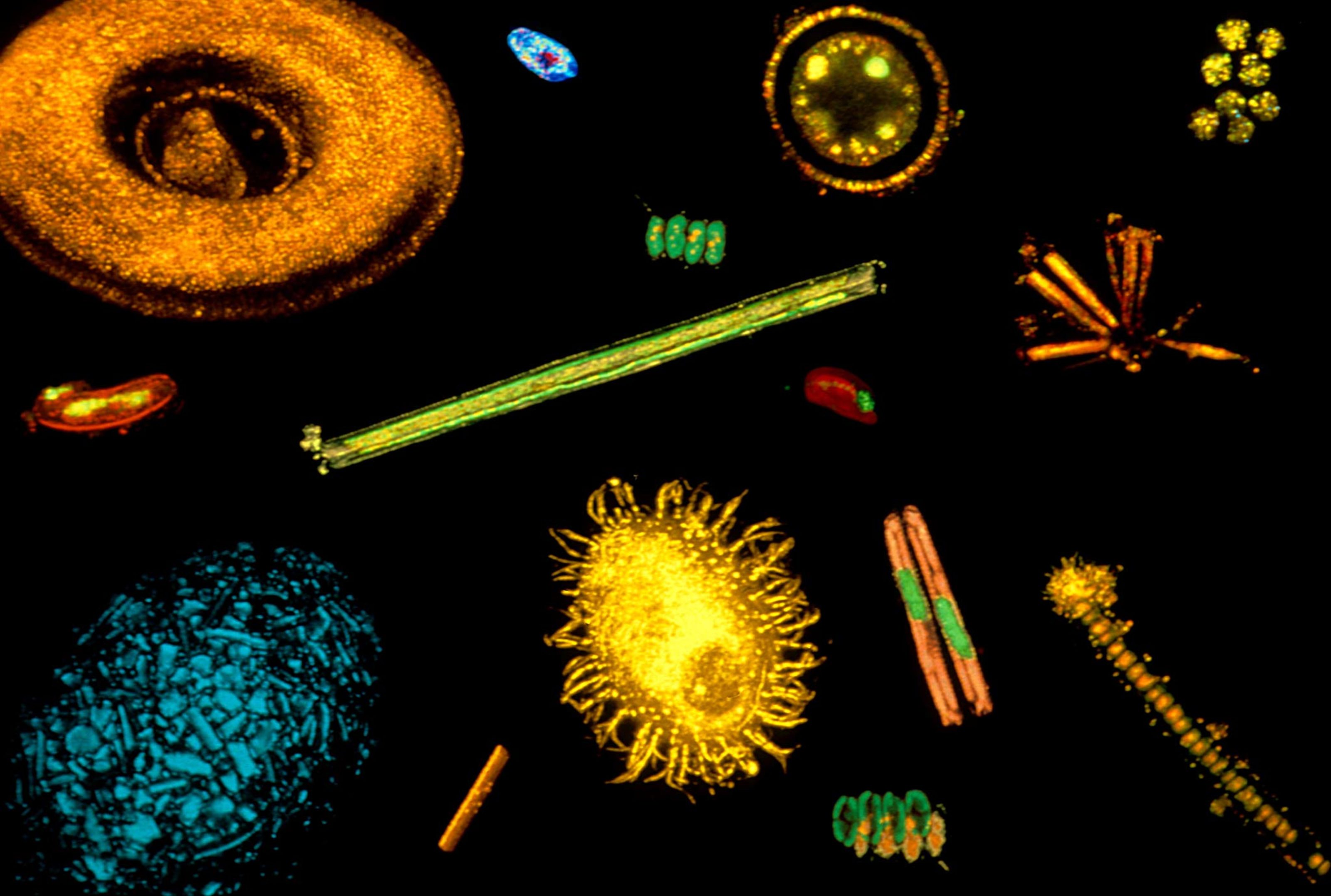 Various species of freshwater algae | Nikon Small World