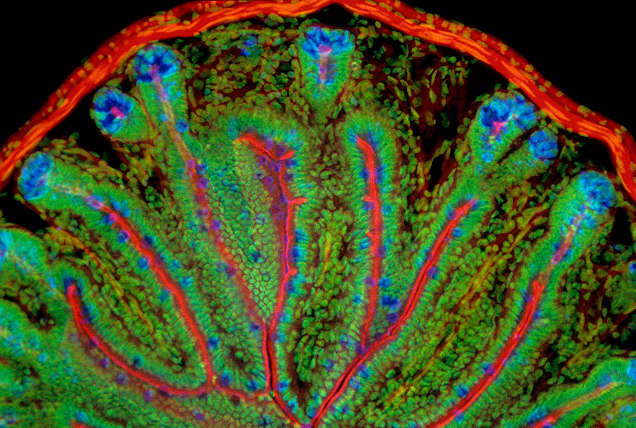 Mouse intestine section | Nikon Small World