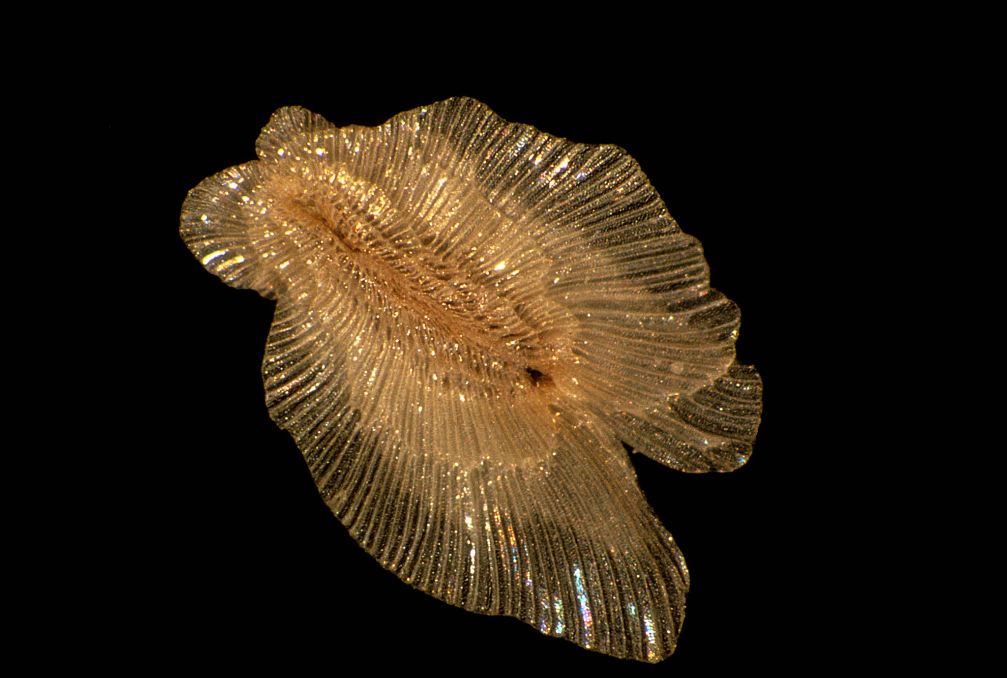 Immature winged seed from a Karri tree | Nikon Small World