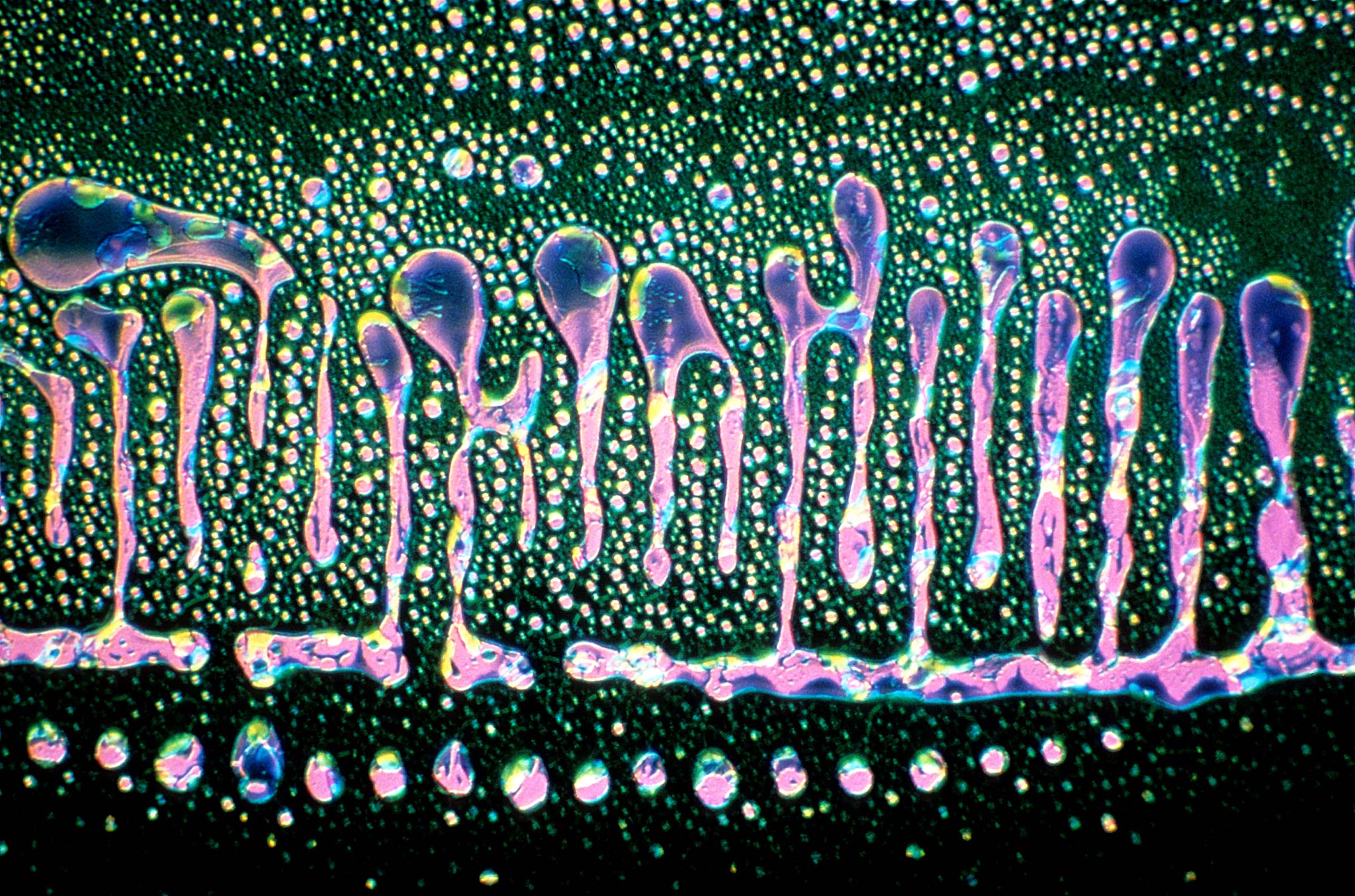 Green microscopy dye | Nikon Small World