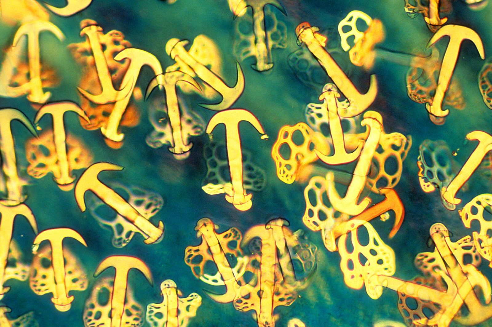 Synapta sp. (medusa worm) skin | Nikon Small World