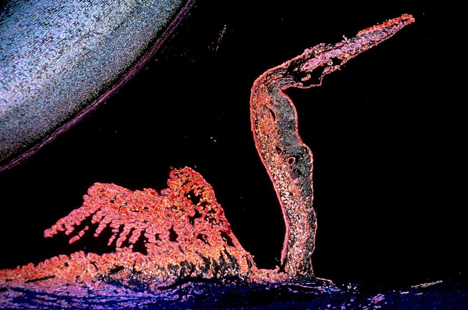 Iris, ciliary body and lens of a canine eye | Nikon Small World