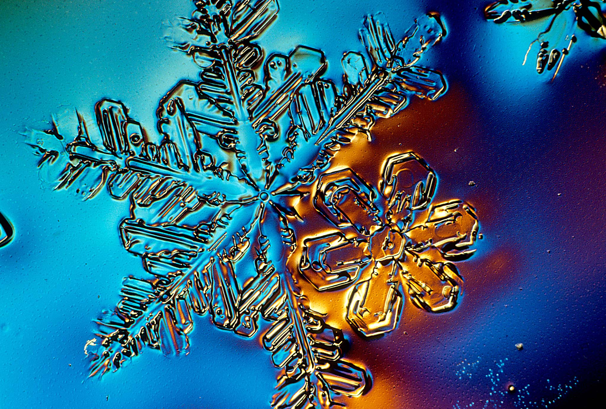 Snowflake | Nikon Small World
