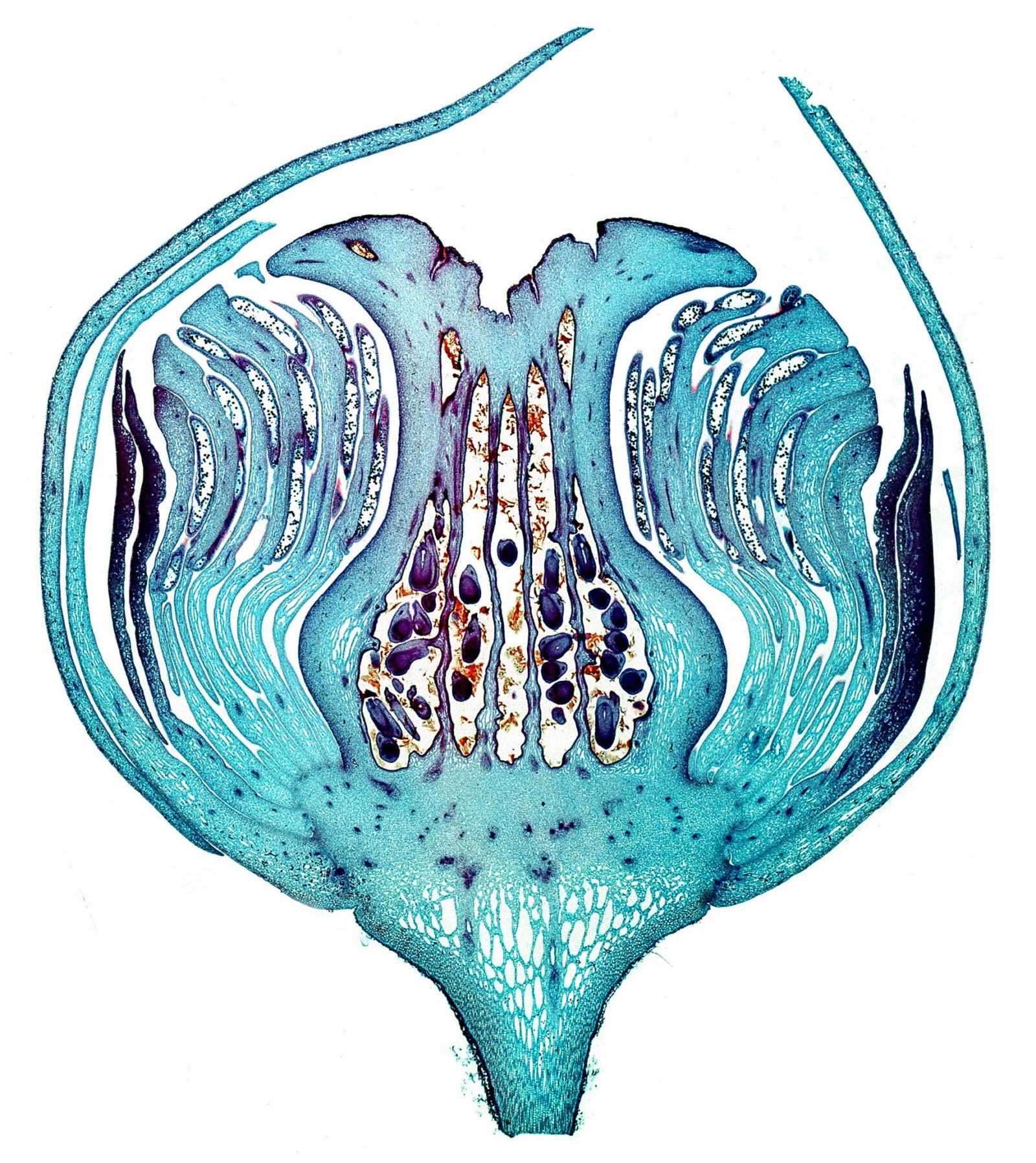 Lotus flower buds | Nikon Small World