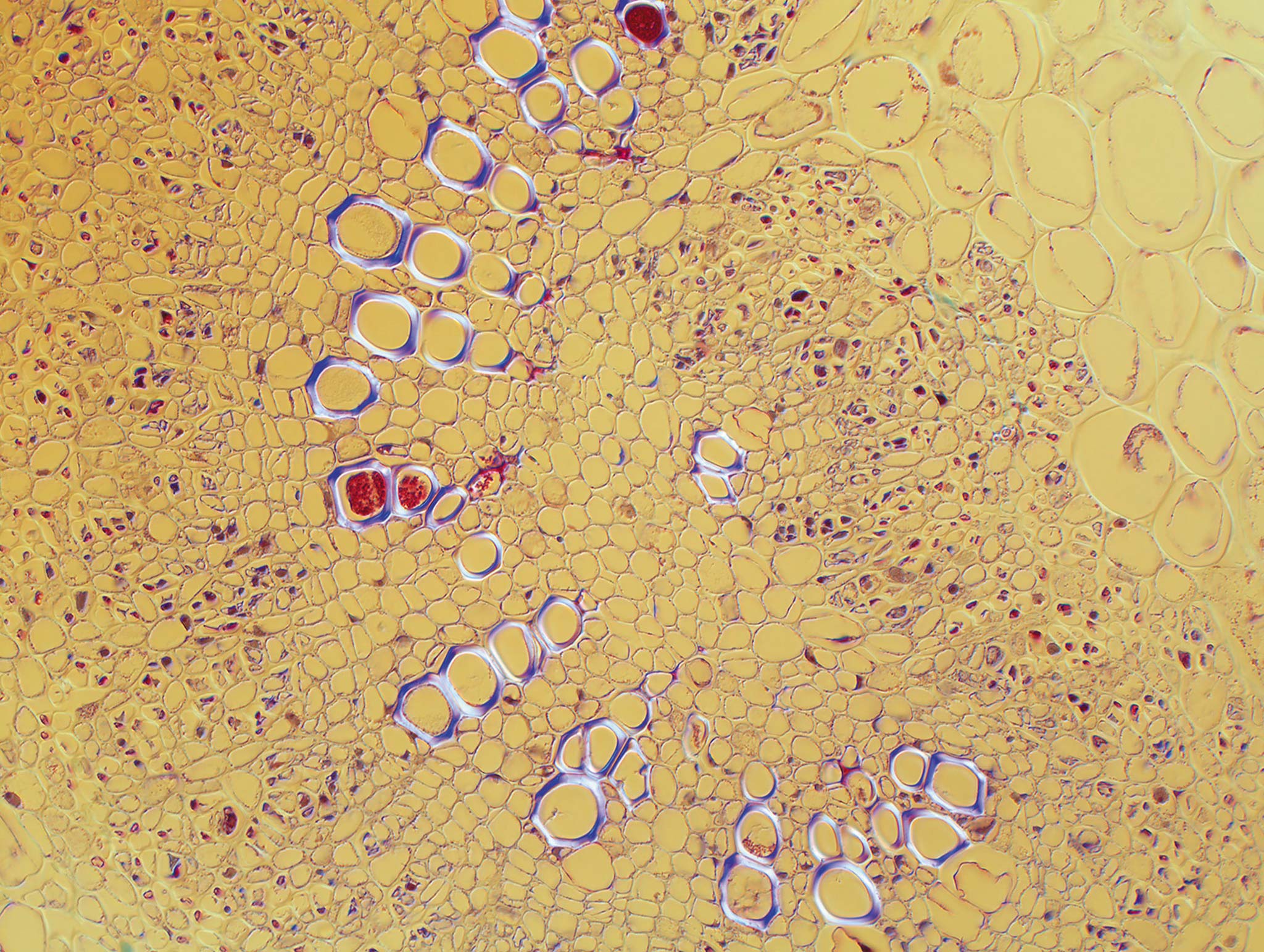 Vitis rotundifolia (muscadine grape) stalk (40x) | Nikon Small World