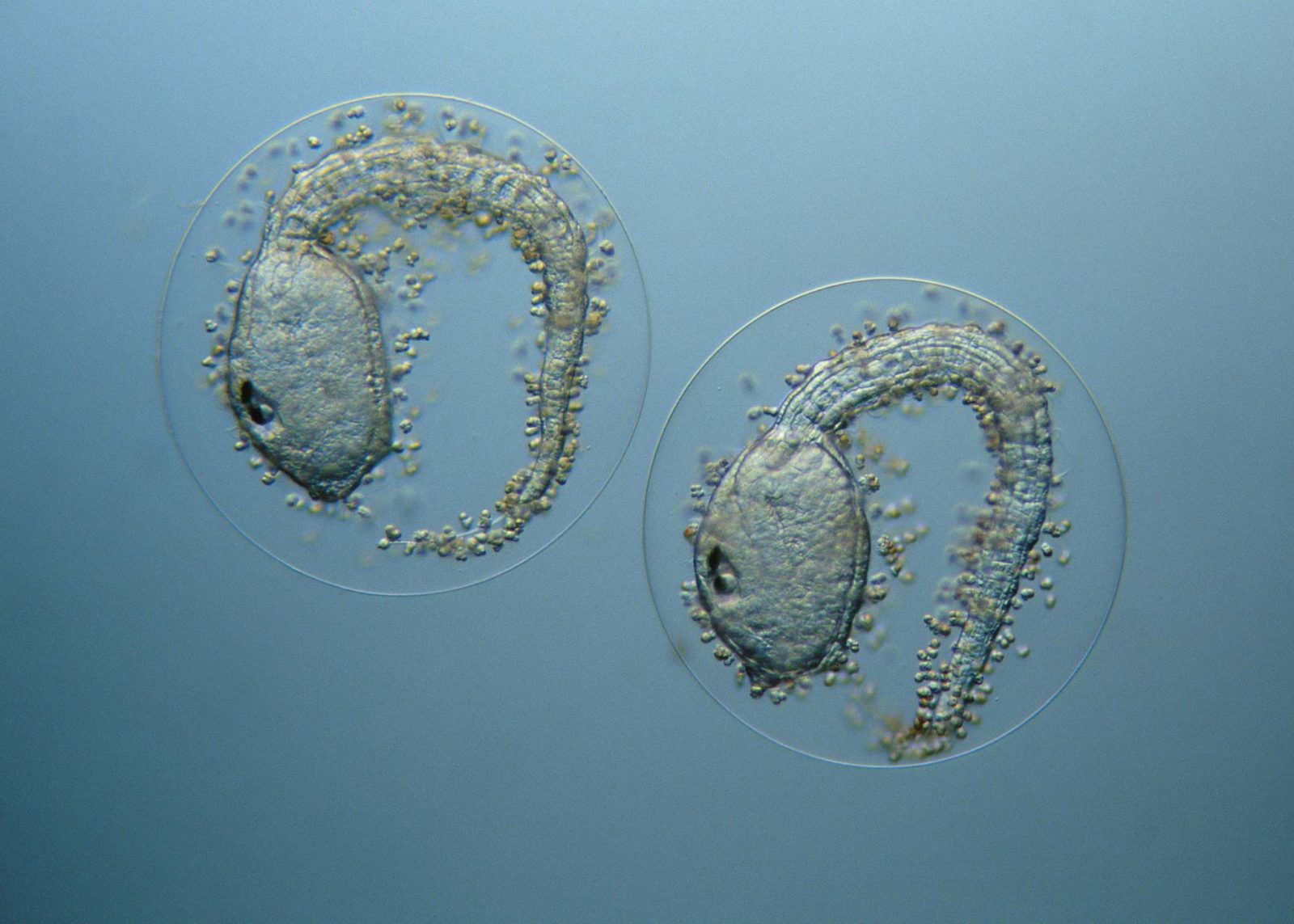Tunicate larvae within eggs | Nikon Small World