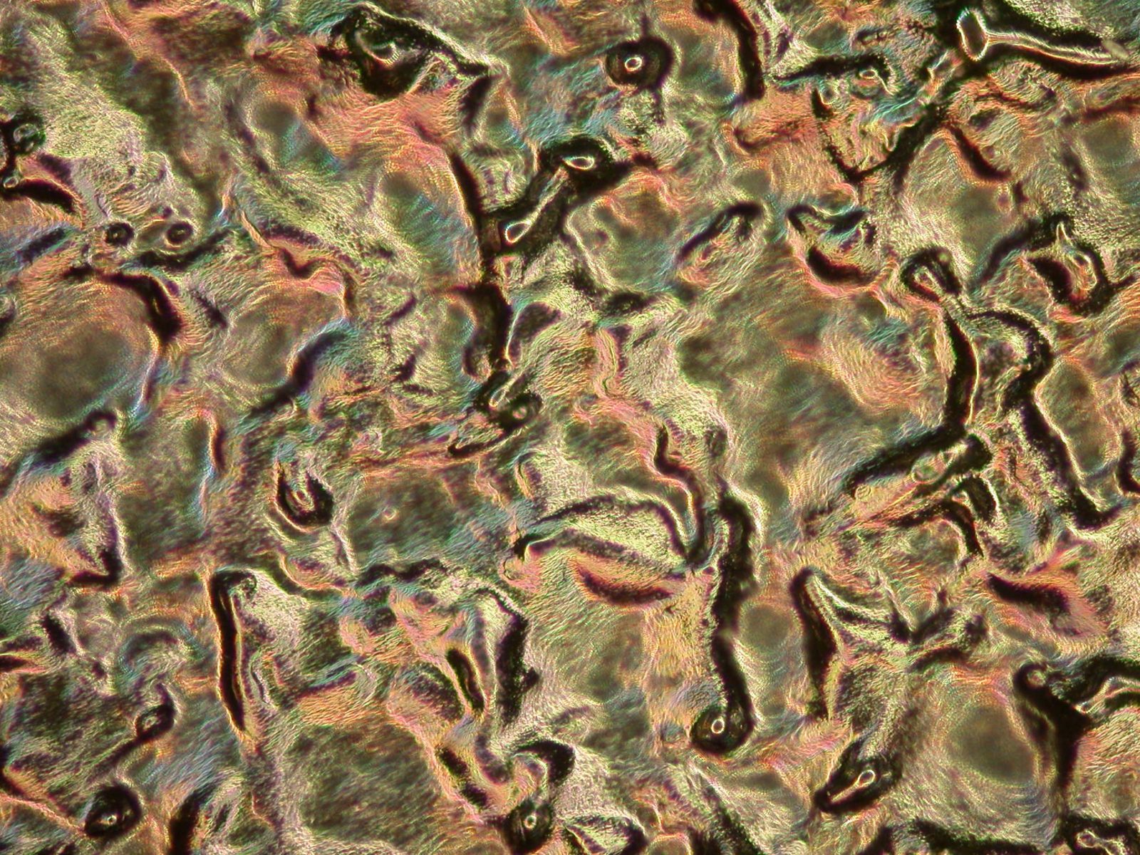 Floppy disk surface | Nikon Small World