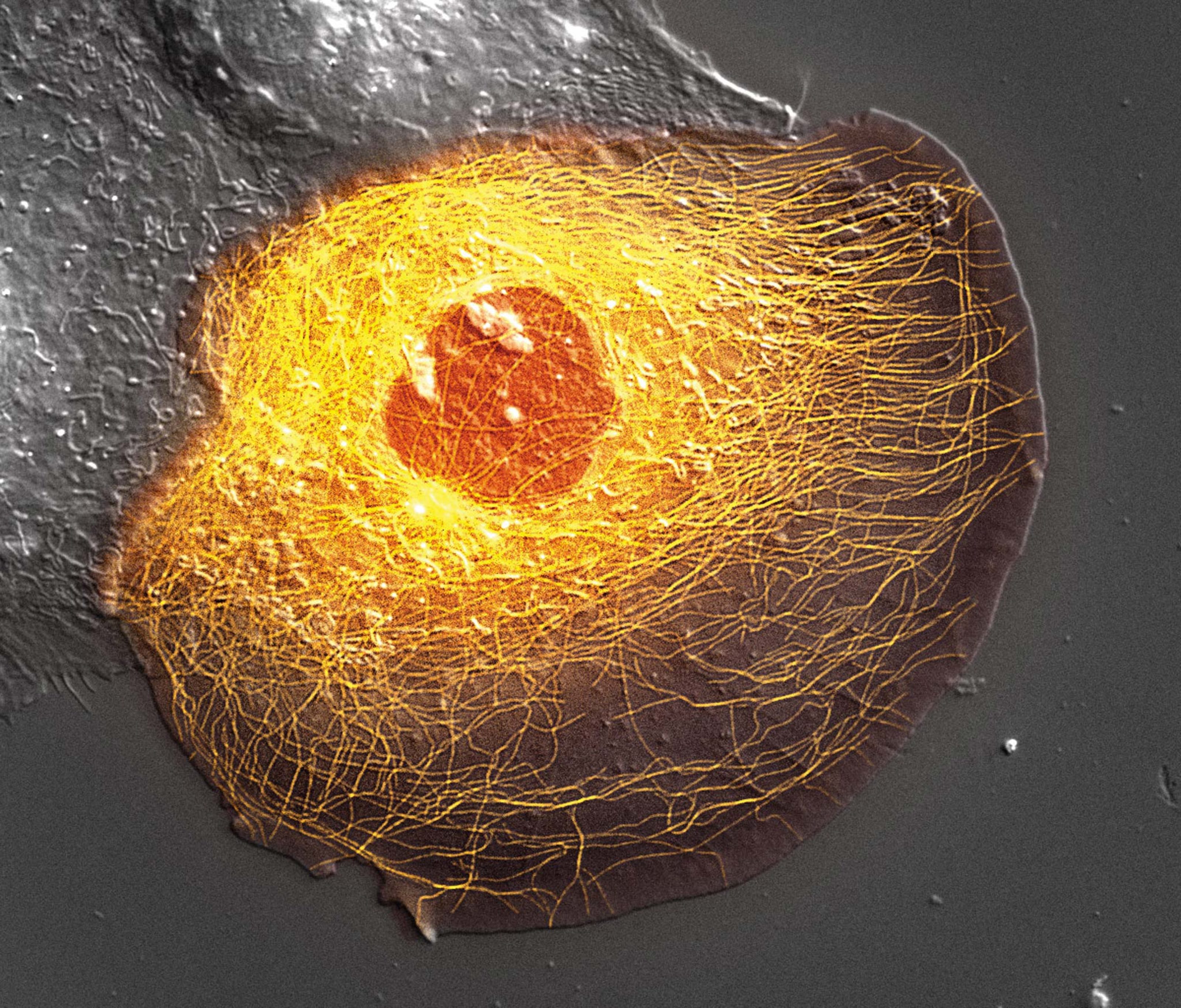 Potorous tridactylus (long-nosed potoroo) kidney epithelial cell ...