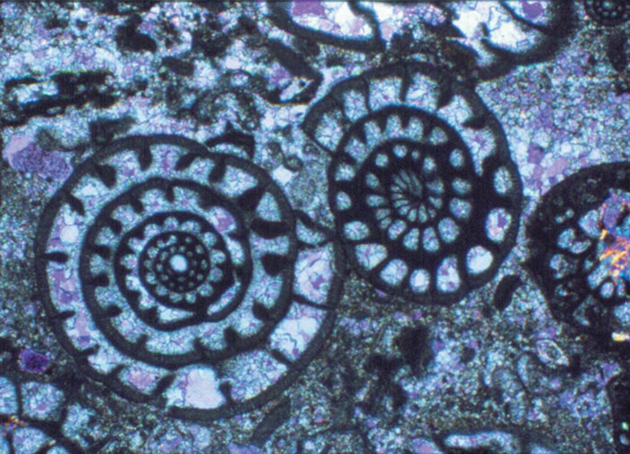 Fossil fusulinids in limestone | Nikon Small World