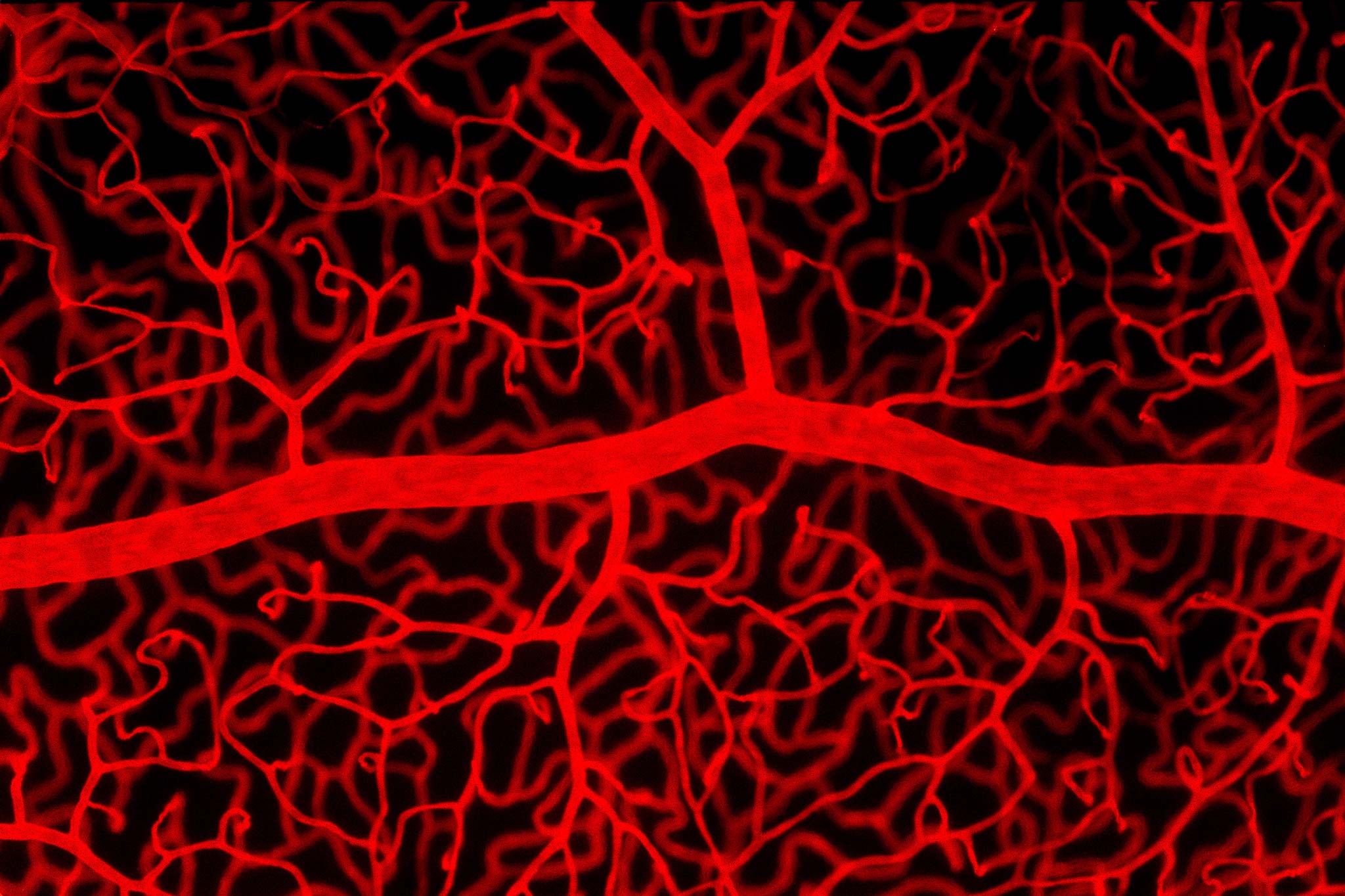 Rat retinal (eye) artery | Nikon Small World