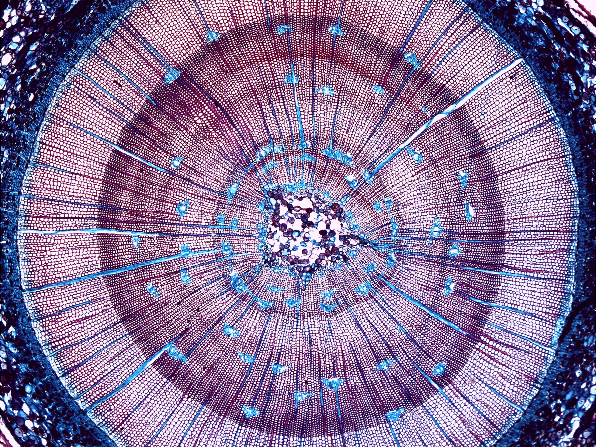 Cross section of Pinus stem (pine tree) | Nikon Small World