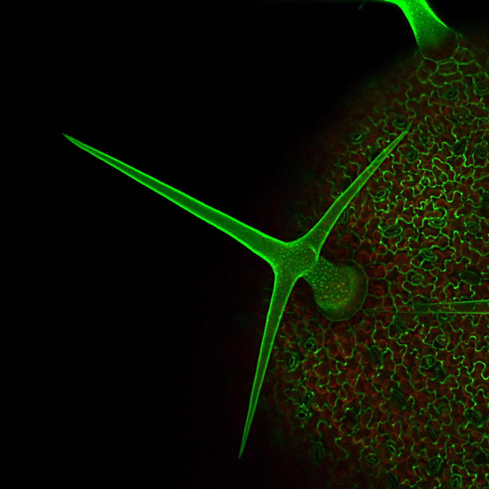 Trichome (hair cell) of the leaf epidermis of Arabidopsis (a flowering ...