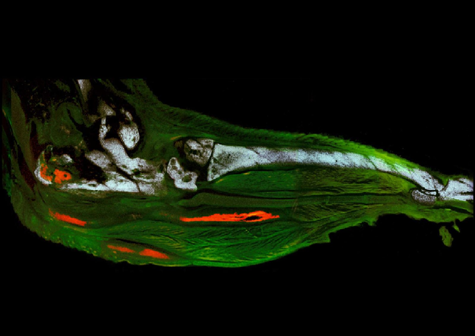 Sagittal section of a mouse foot | Nikon Small World