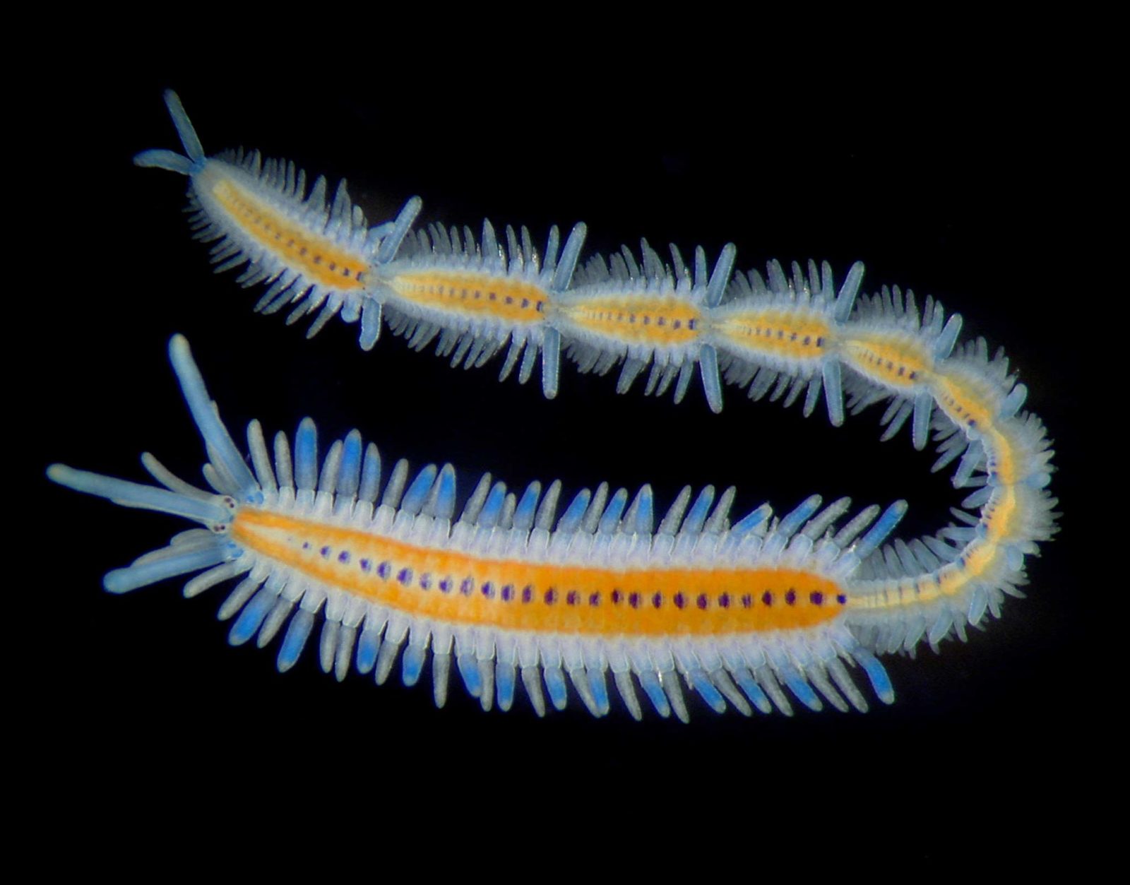Myrianida pachycera, a polychaete (worm) | Nikon Small World