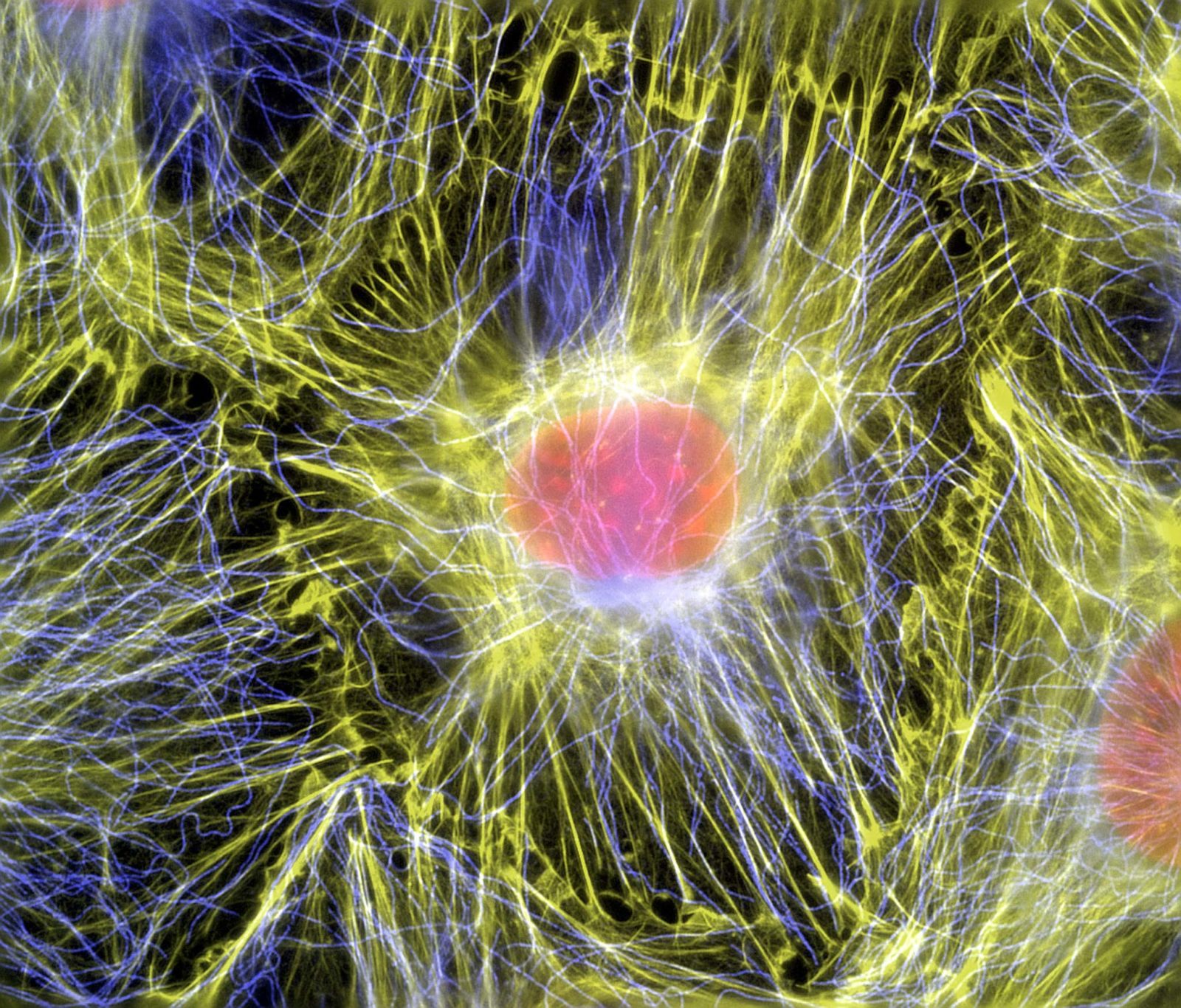 Filamentous actin and microtubules (structural proteins) in mouse ...