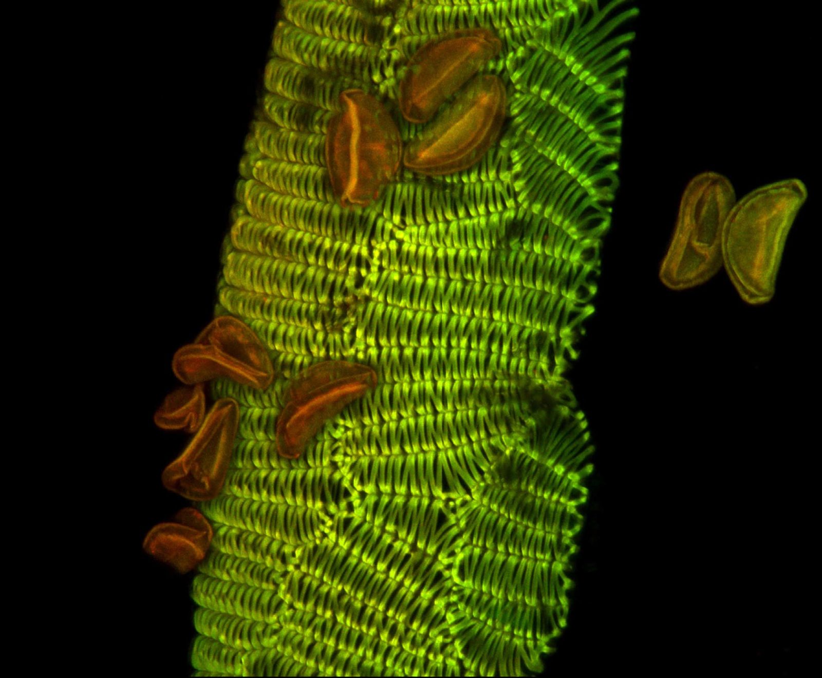 Pollen | Subjects | Nikon Small World