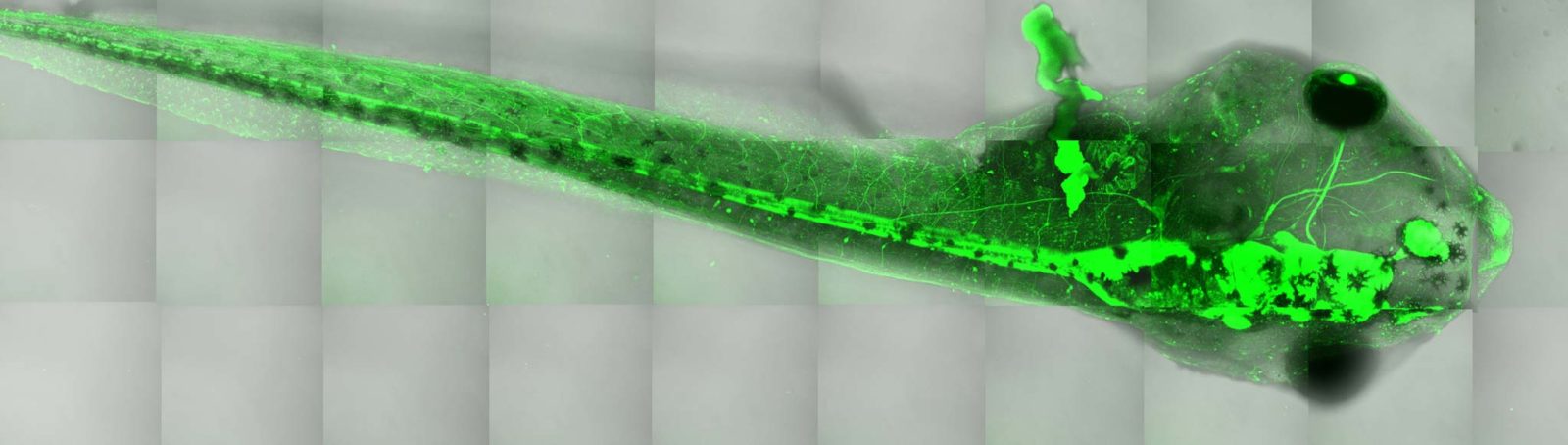 Nervous system of a live Xenopus tadpole | Nikon Small World