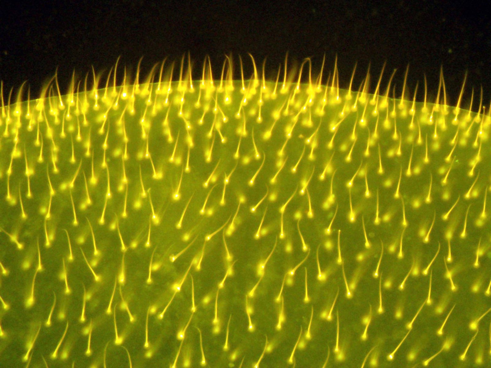 Wing of a Lasius niger queen (garden ant) | Nikon Small World