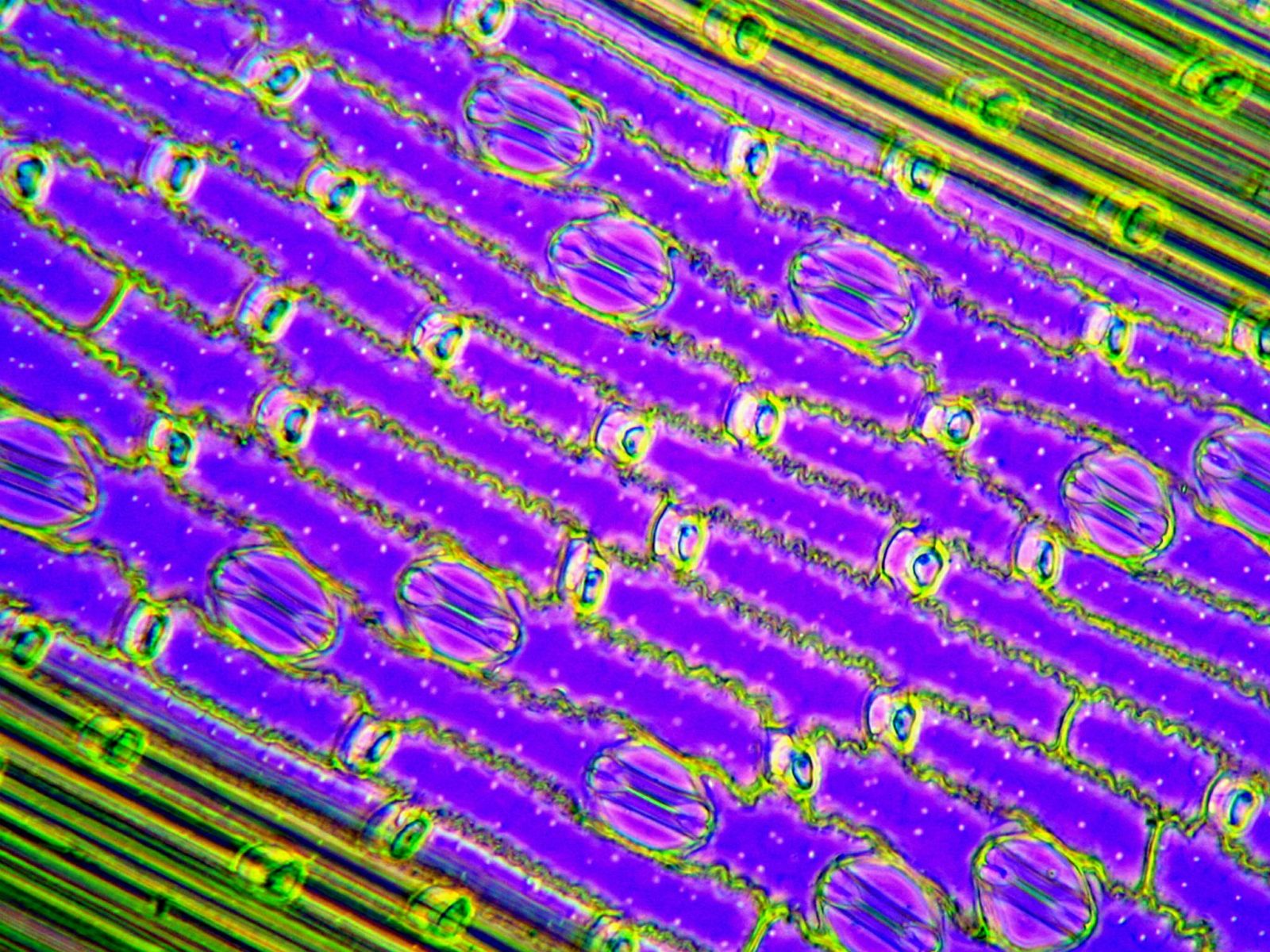 Epidermal peel from an oat leaf | Nikon Small World