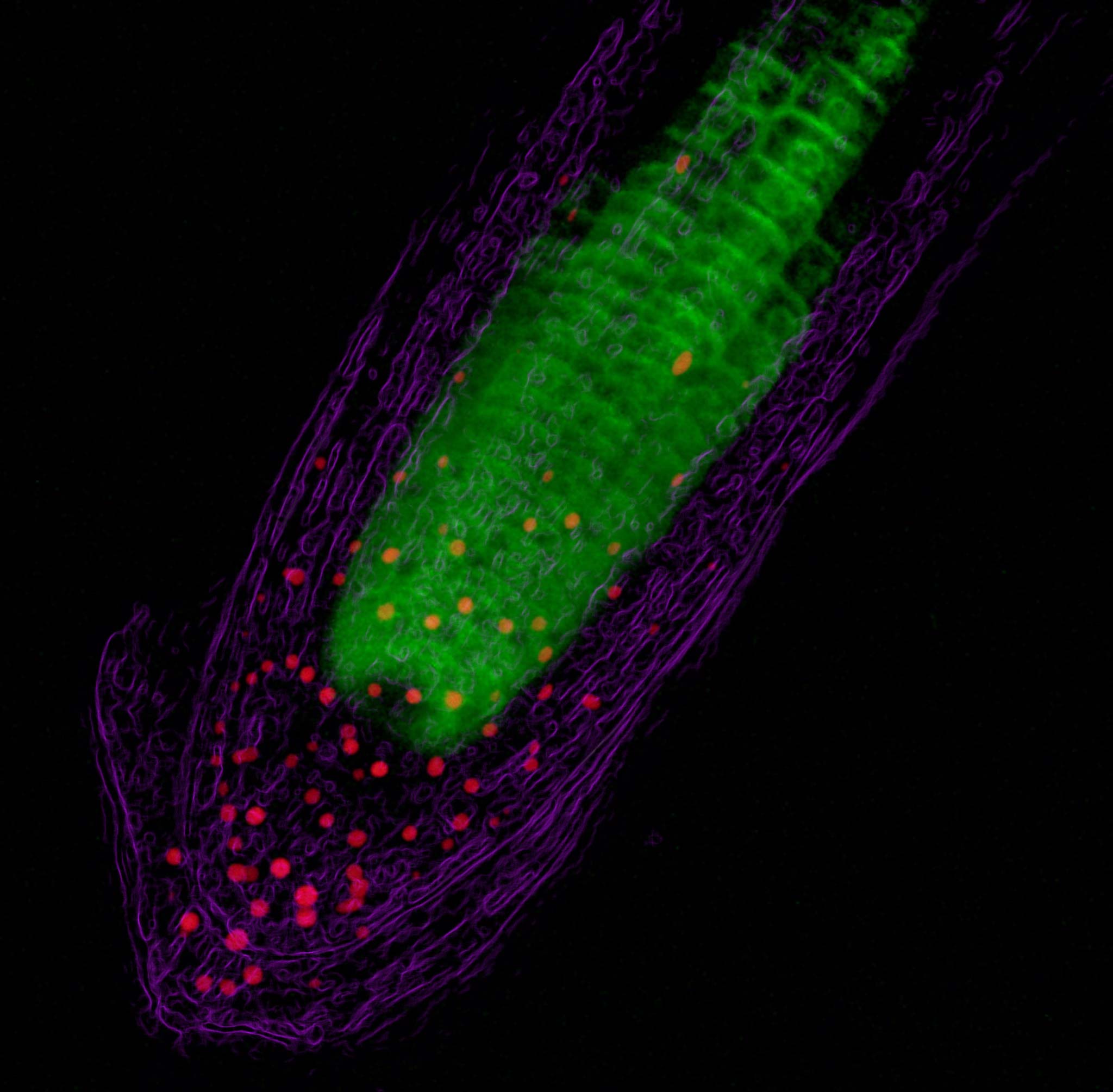 A living root tip growing in agar | Nikon Small World