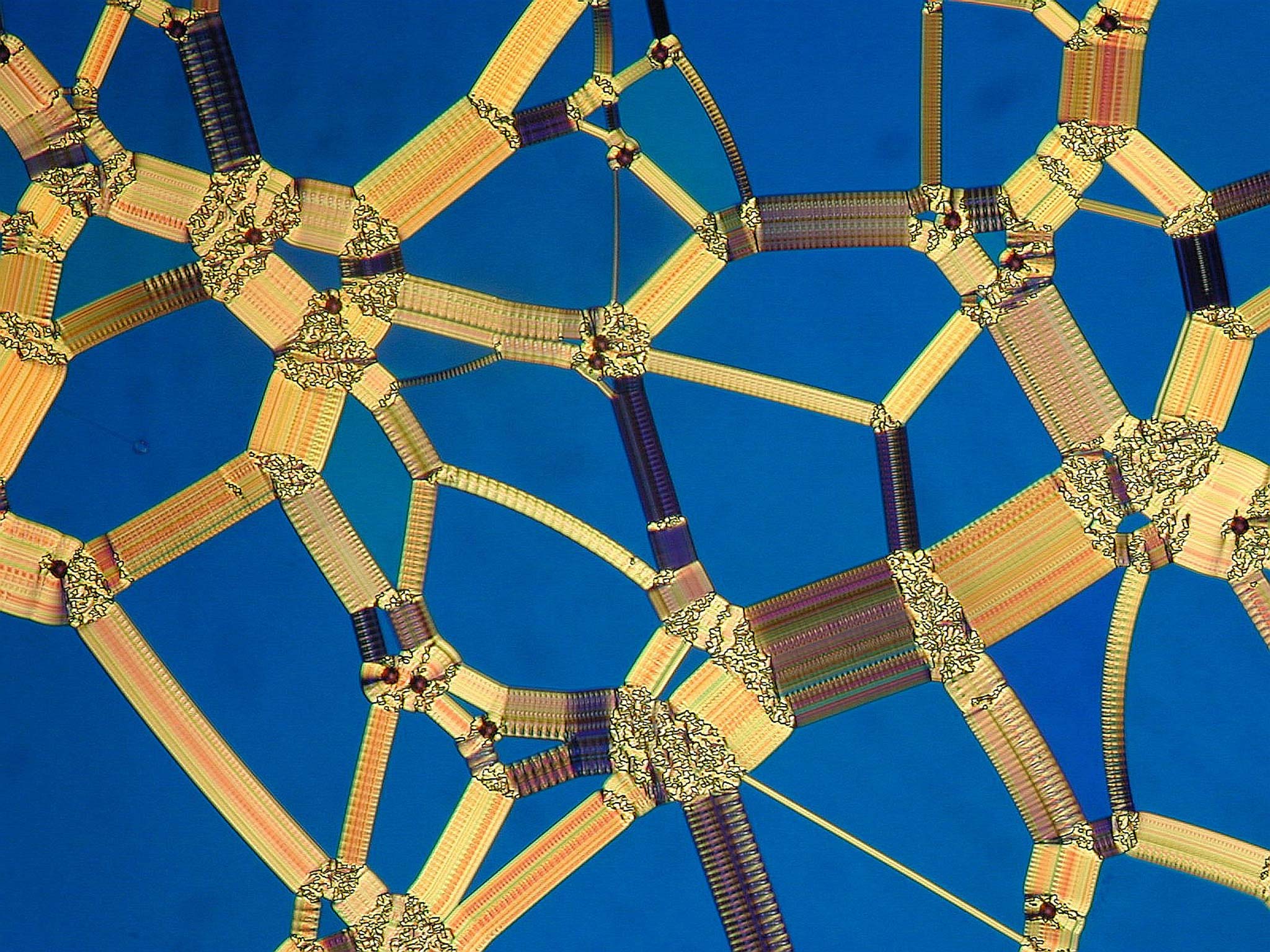 Cholesteric phase of 55% CB15 in E48 (substance used in manufacture of ...