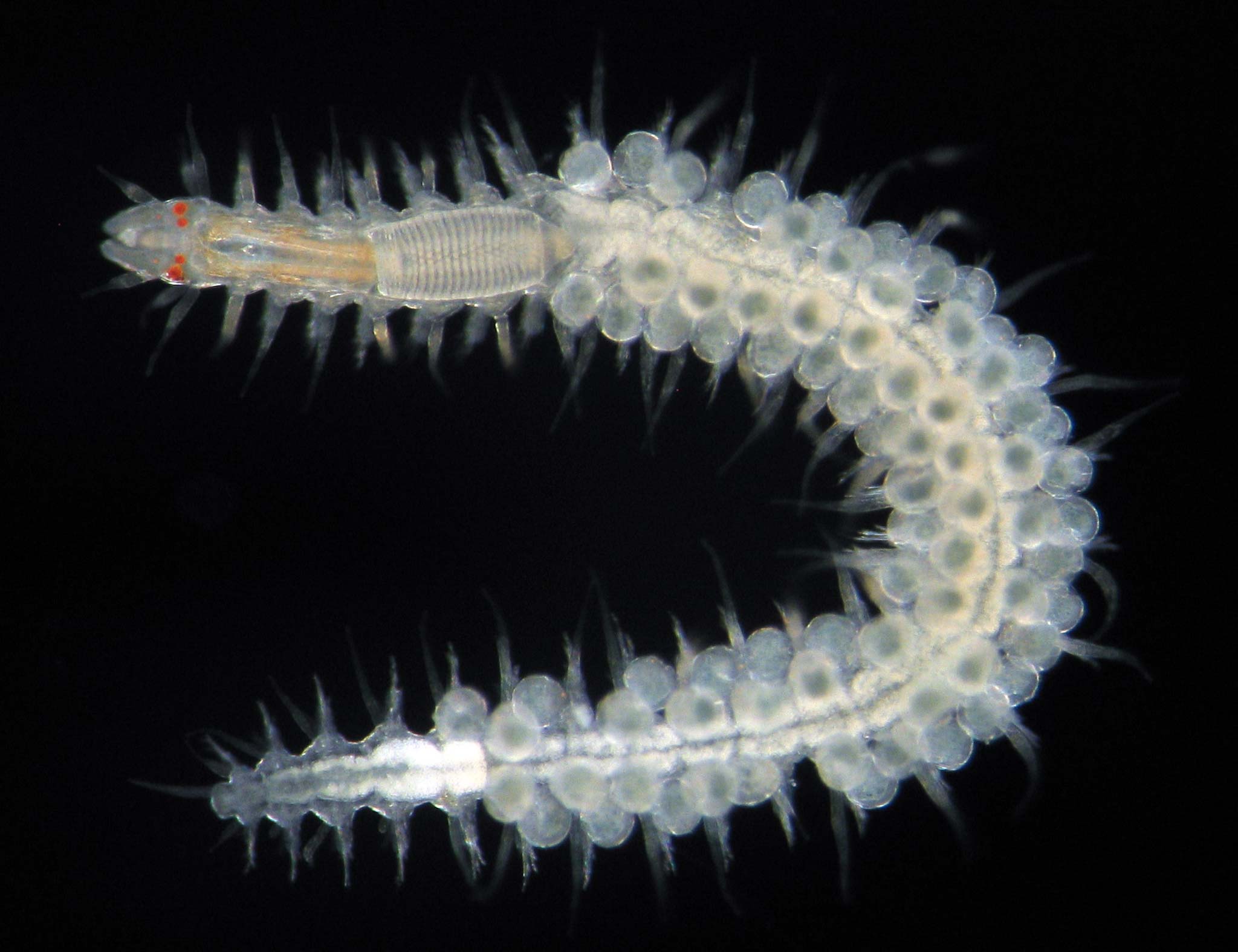 Dorsal view of female syllid polychaete with embryos | Nikon Small World